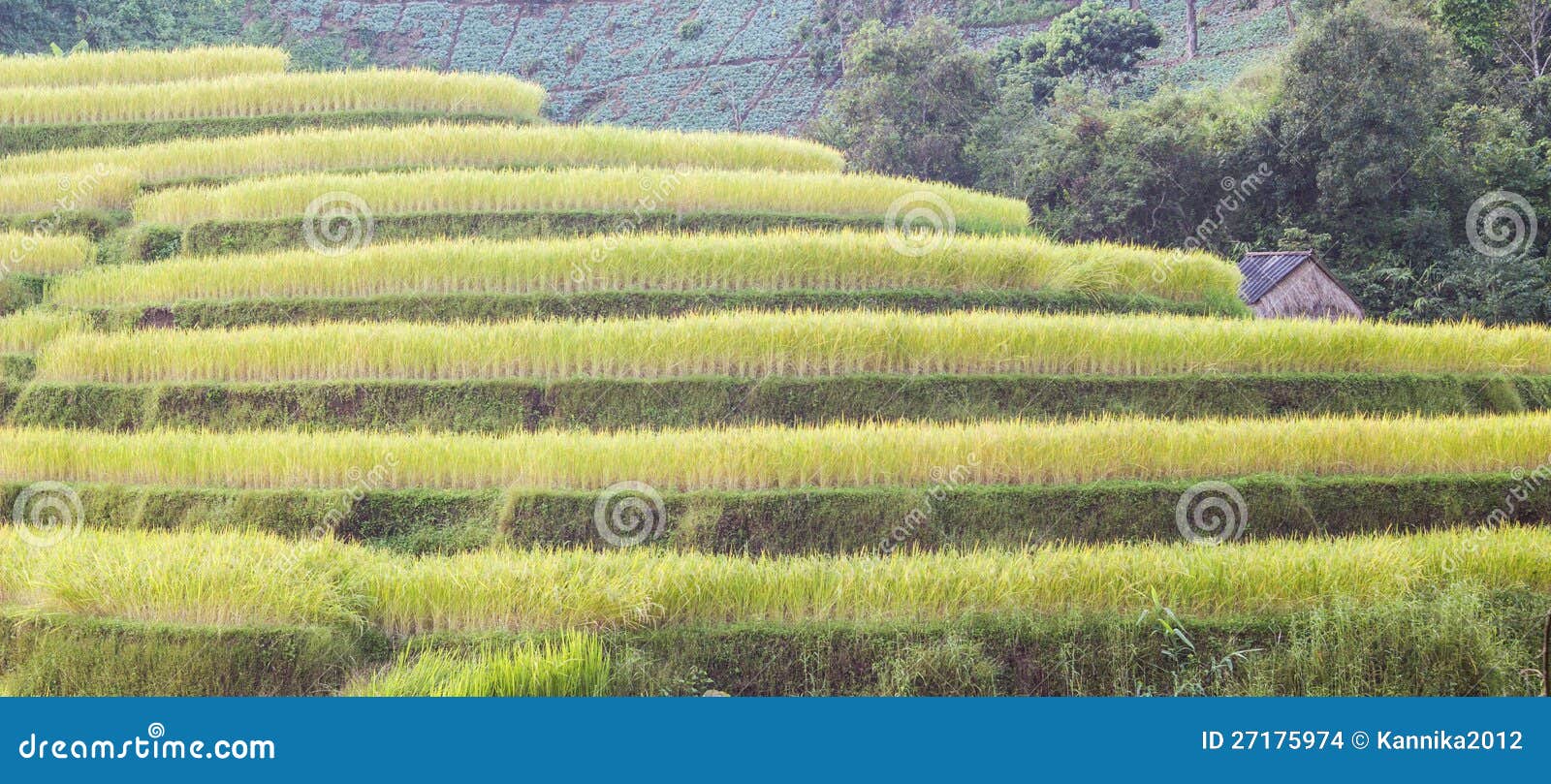 Gold rice stock photo. Image of culture, mountain, agriculture - 27175974