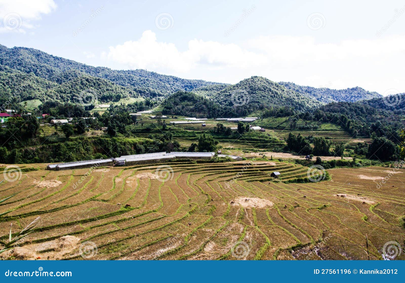 Gold rice stock photo. Image of mountain, asian, green - 27561196