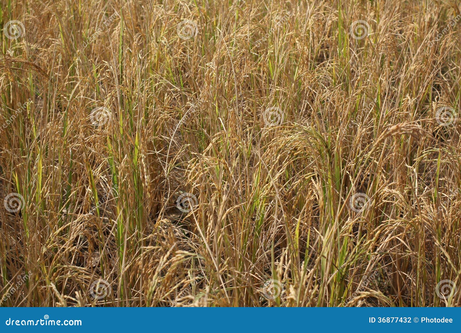 Gold rice field stock photo. Image of agriculture, garden - 36877432