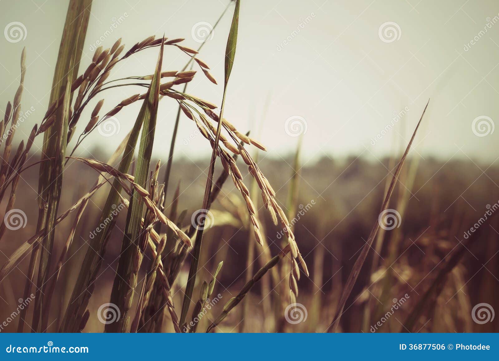 Gold rice field stock photo. Image of countryside, beautiful - 36877506