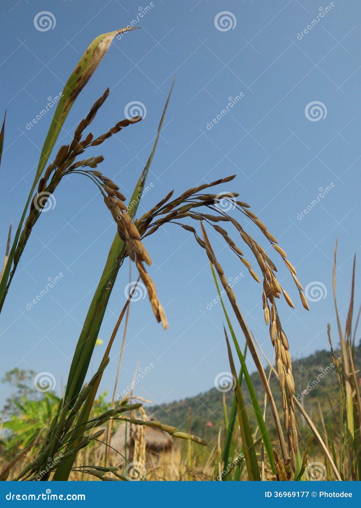 Gold rice stock image. Image of crop, farmland, closeup - 36969177