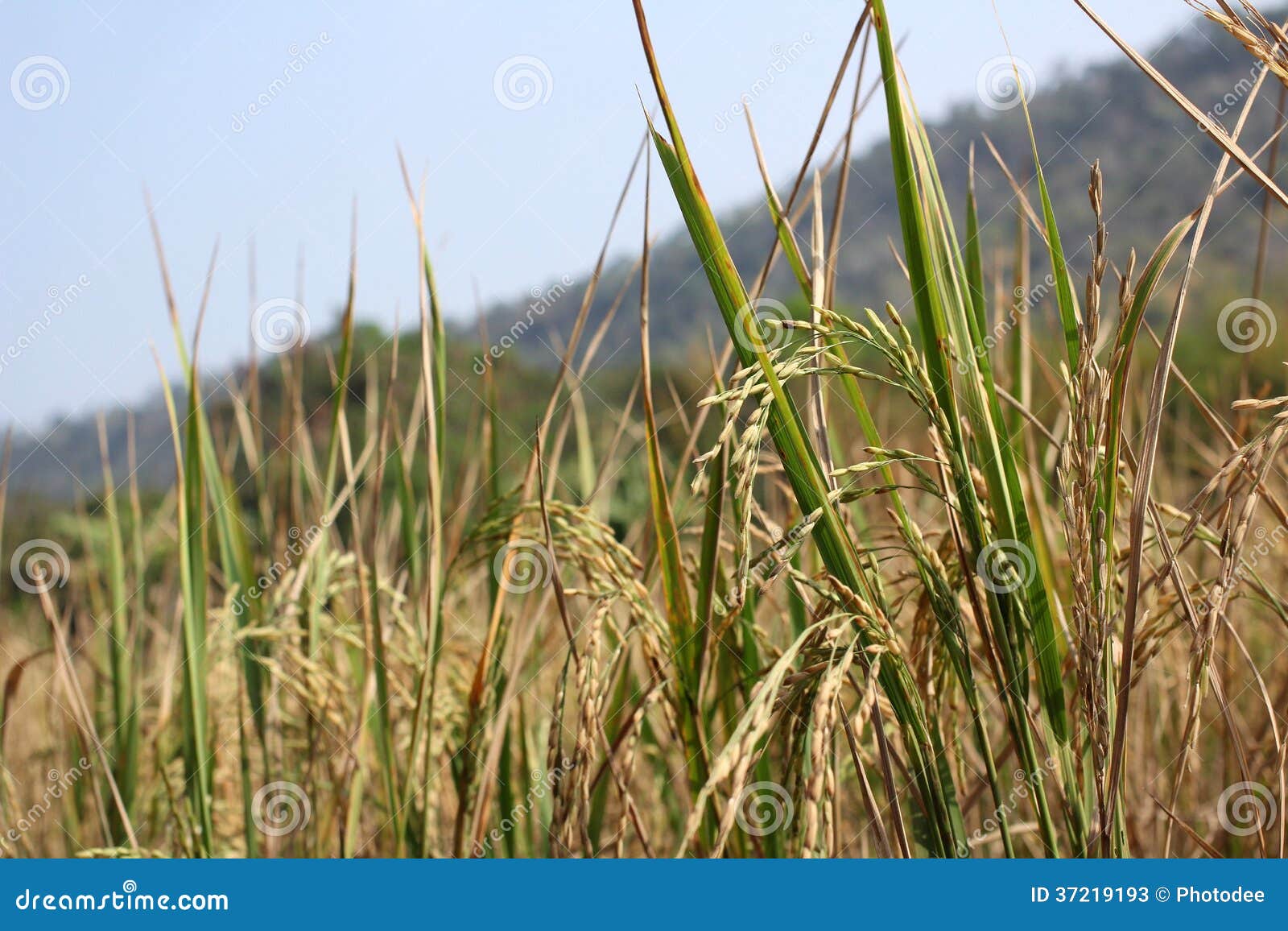 Gold rice field stock image. Image of ripe, harvest, food - 37219193
