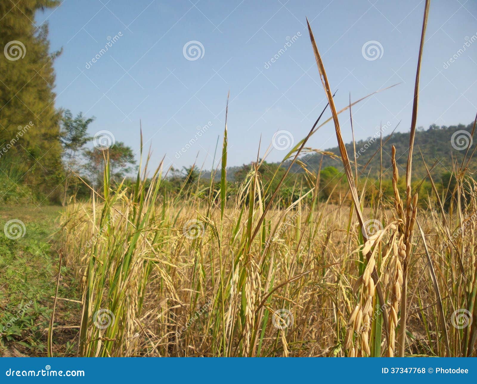 Gold rice stock photo. Image of fall, farm, garden, closeup - 37347768