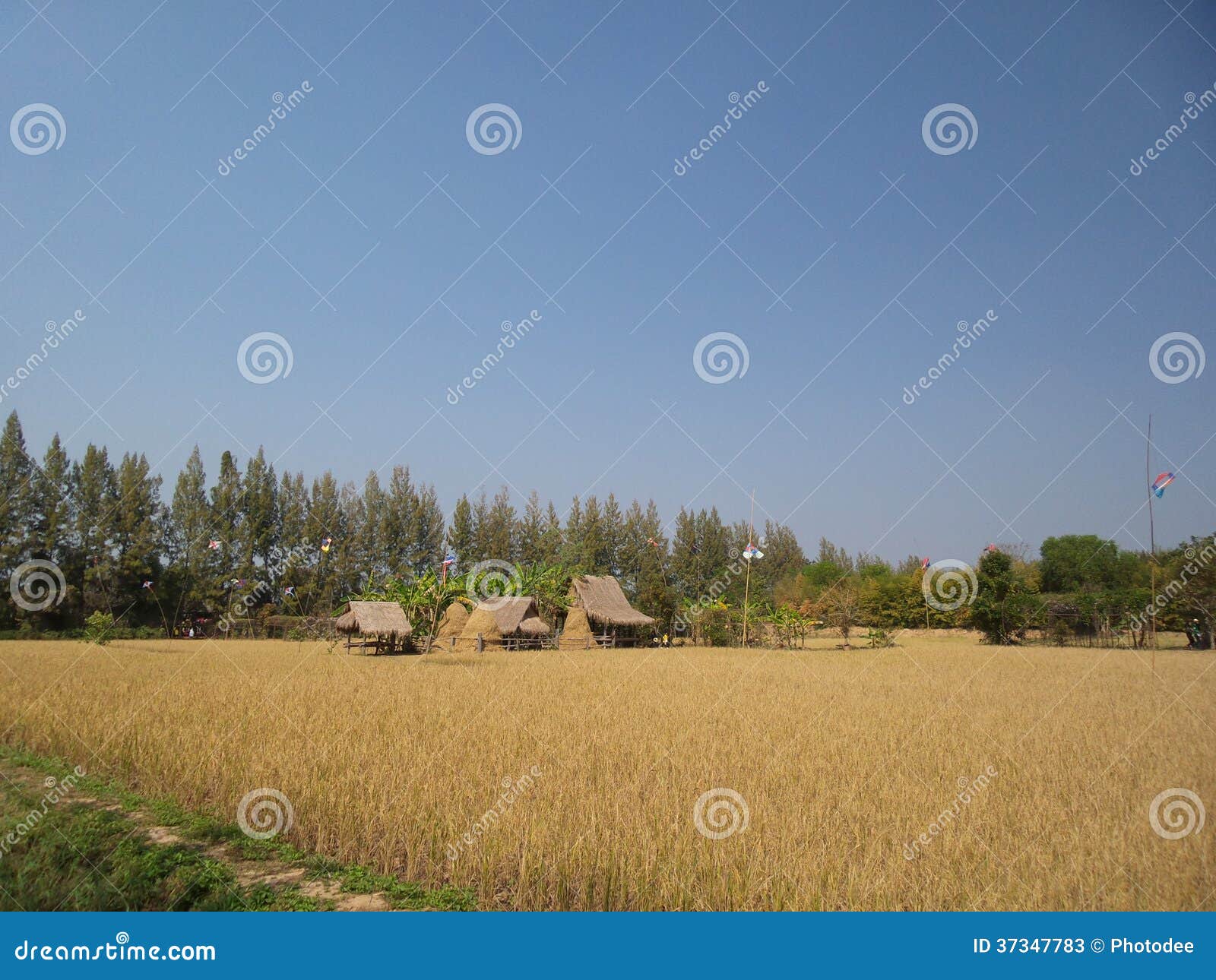 Gold rice stock image. Image of rice, growth, garden - 37347783