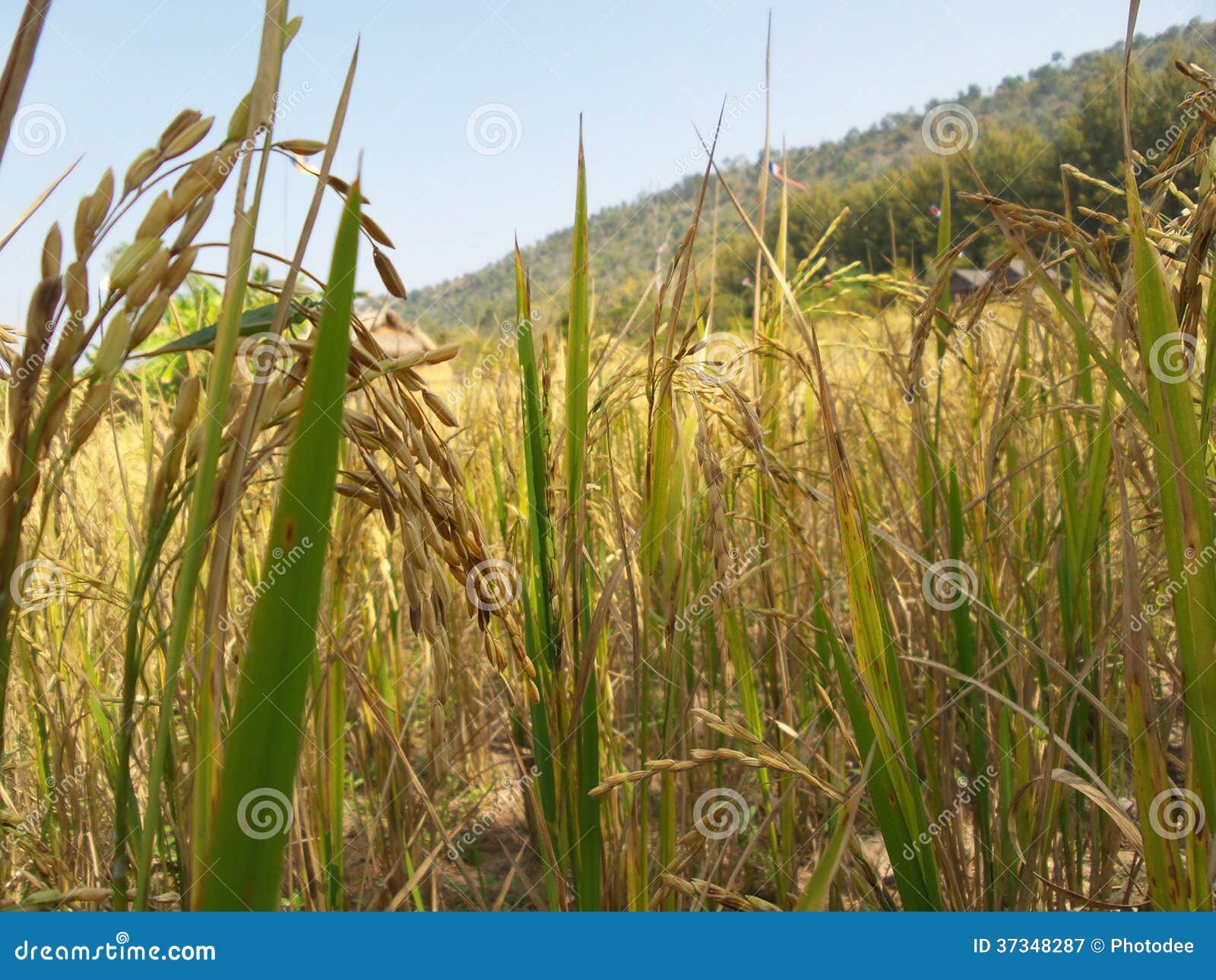 Gold rice stock image. Image of landscape, natural, ripe - 37348287