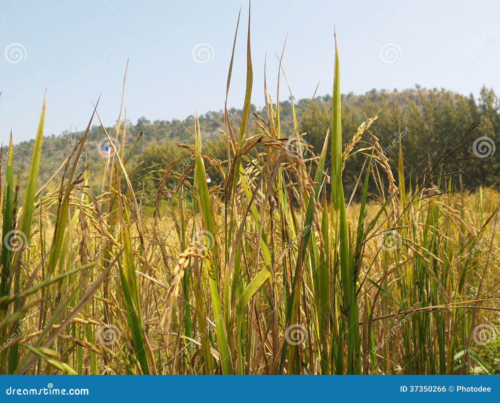 Gold rice stock photo. Image of growth, field, plant - 37350266