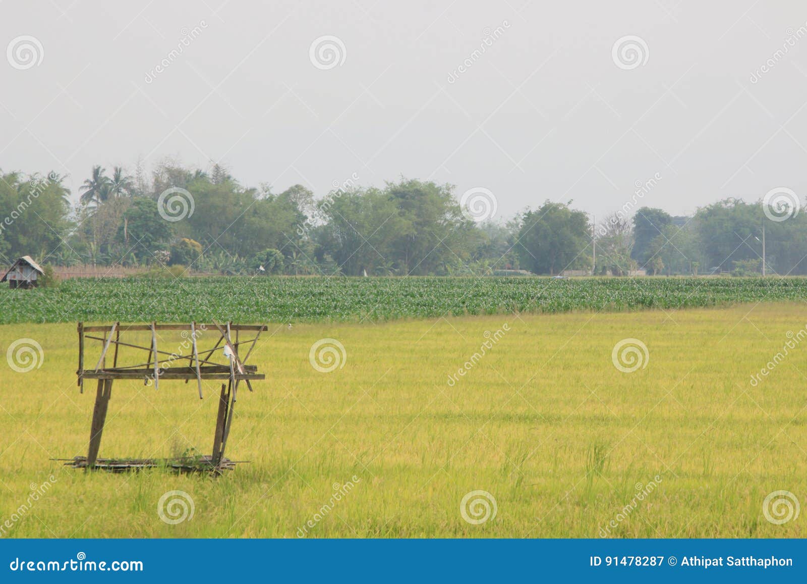 Gold Rice Field and Old Cottage Stock Image - Image of corn, field ...