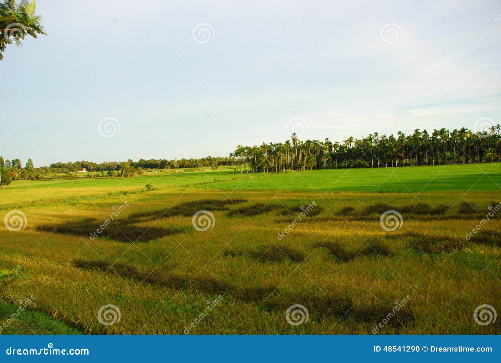 Gold Rice Field during Sunset Stock Photo - Image of gold, field: 48541290