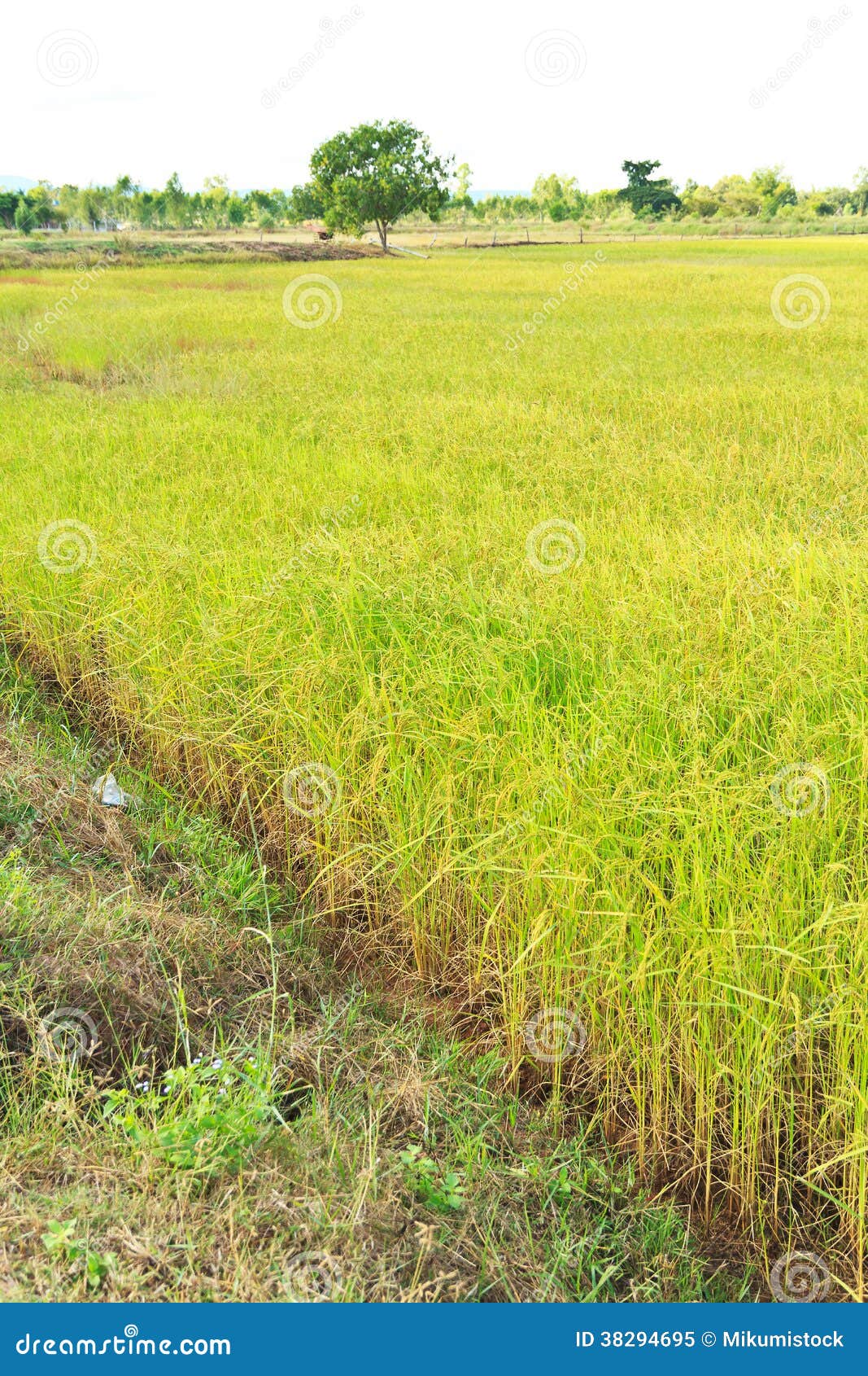 Gold rice plant stock image. Image of agriculture, grain - 38294695