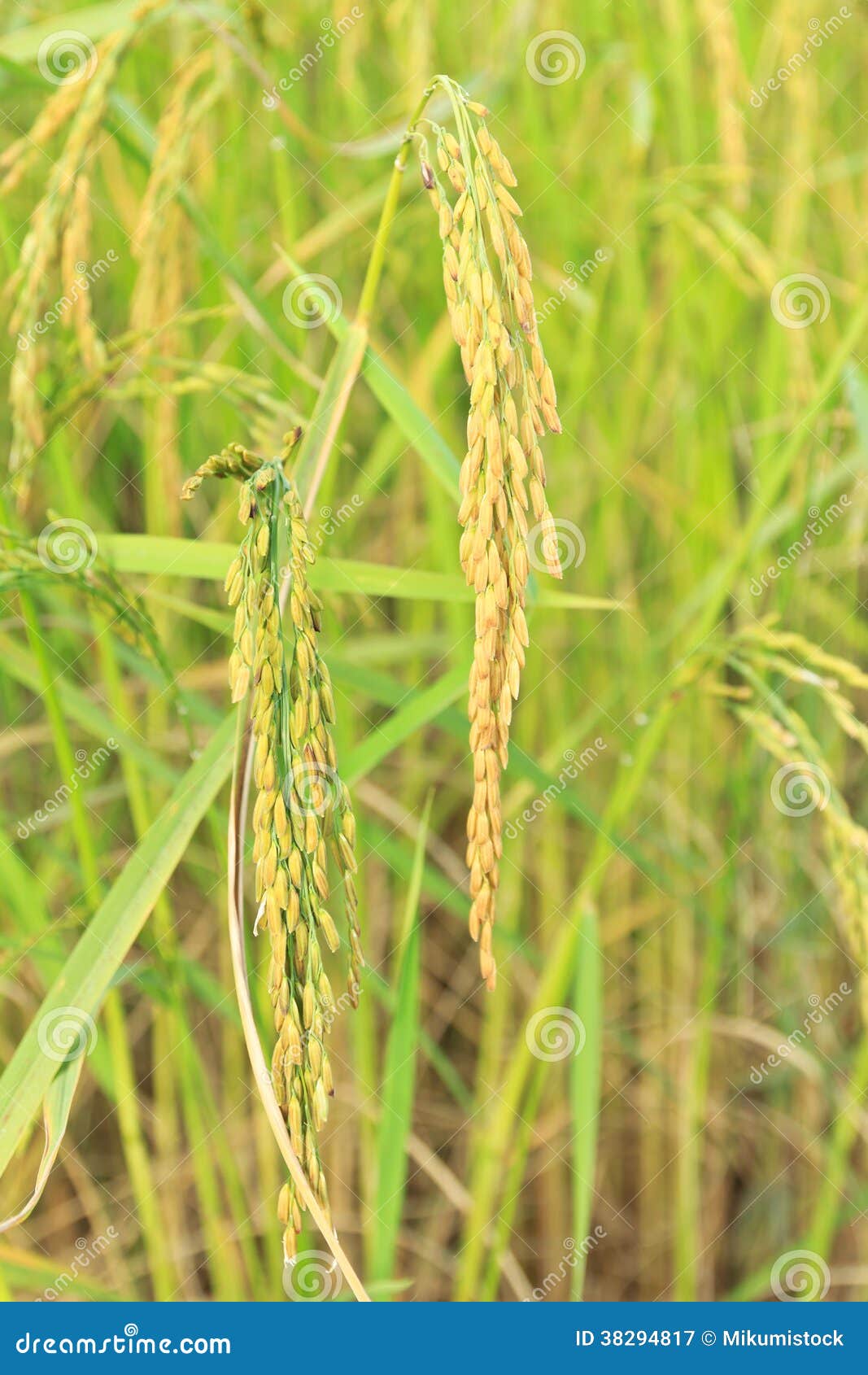 Gold rice plant stock image. Image of farm, agriculture - 38294817