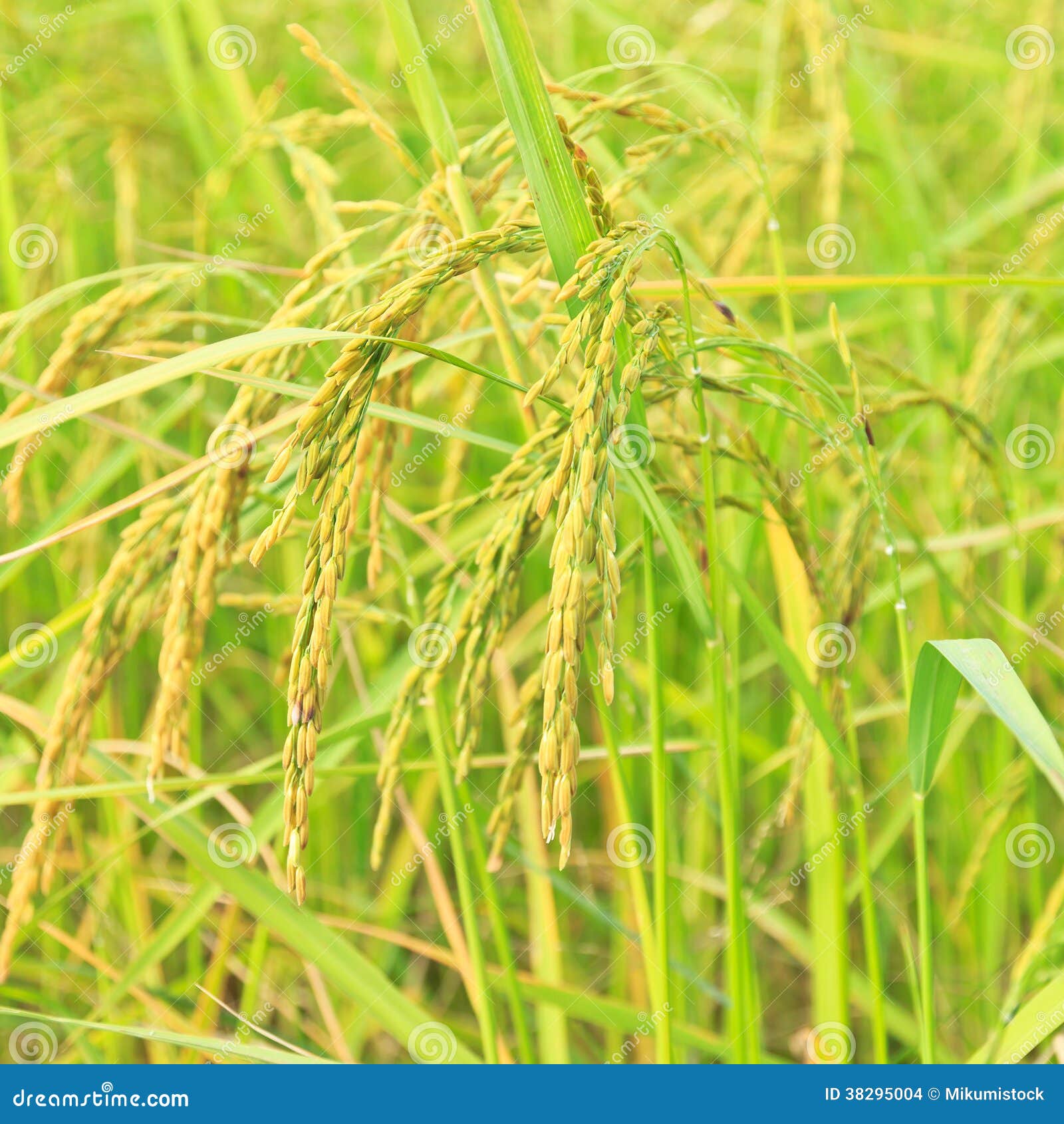 Gold rice plant stock photo. Image of autumn, harvest - 38295004