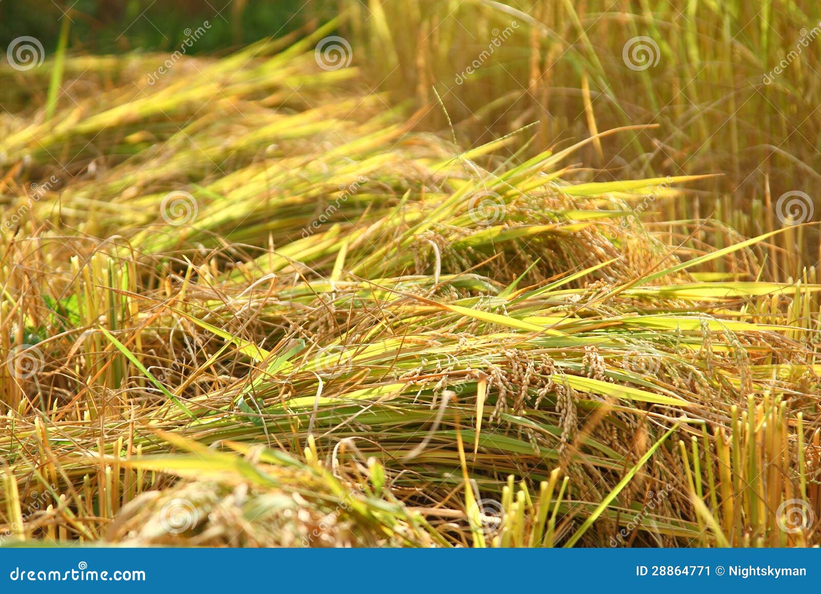 Gold Rice Terraces Of Baping Royalty-Free Stock Photography ...