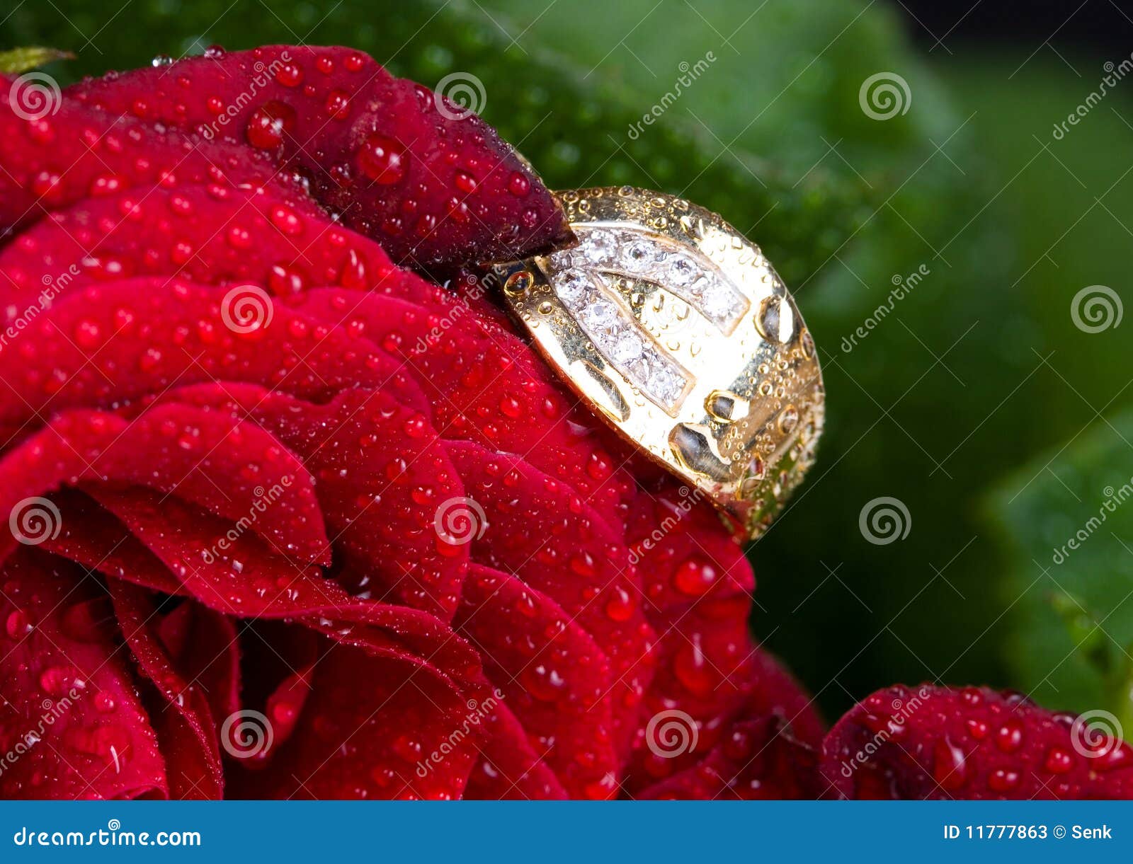 Gold ring and red rose. stock image. Image of drop, wedding - 11777863