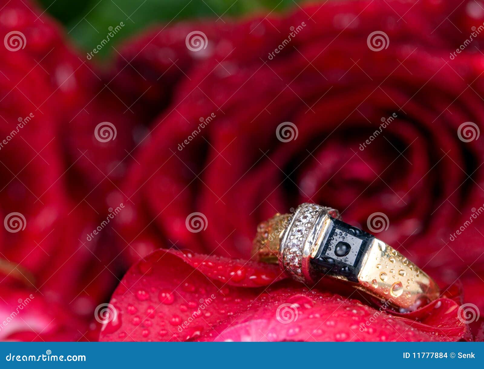 Gold ring and red rose. stock photo. Image of rose, ring - 11777884