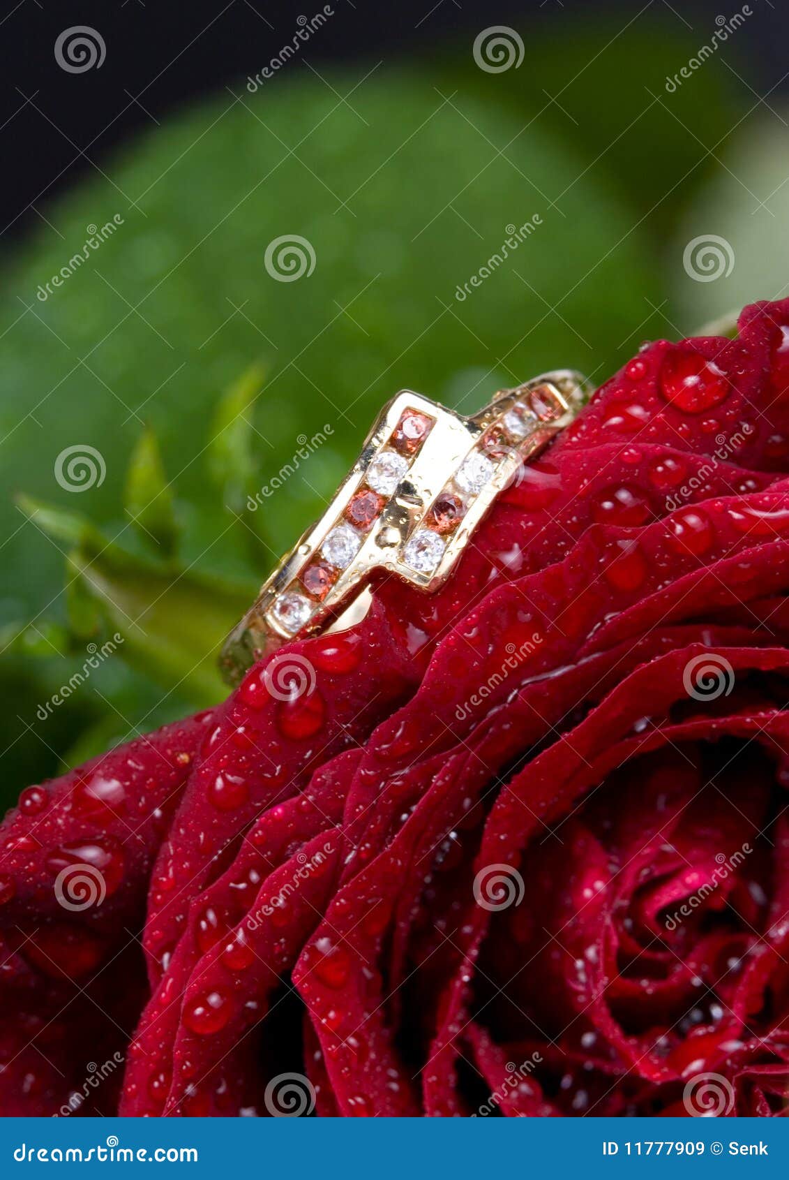Gold ring and red rose. stock image. Image of water, silver - 11777909