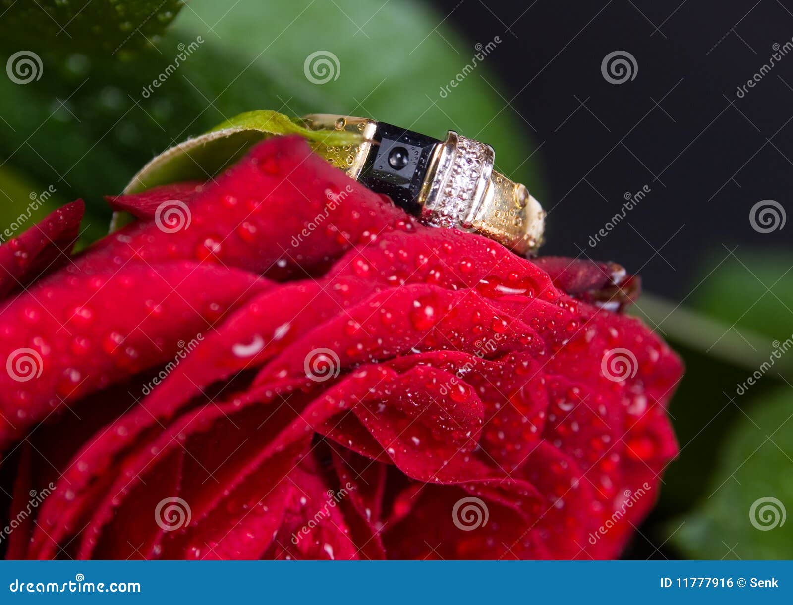 Gold ring and red rose. stock photo. Image of engagement - 11777916
