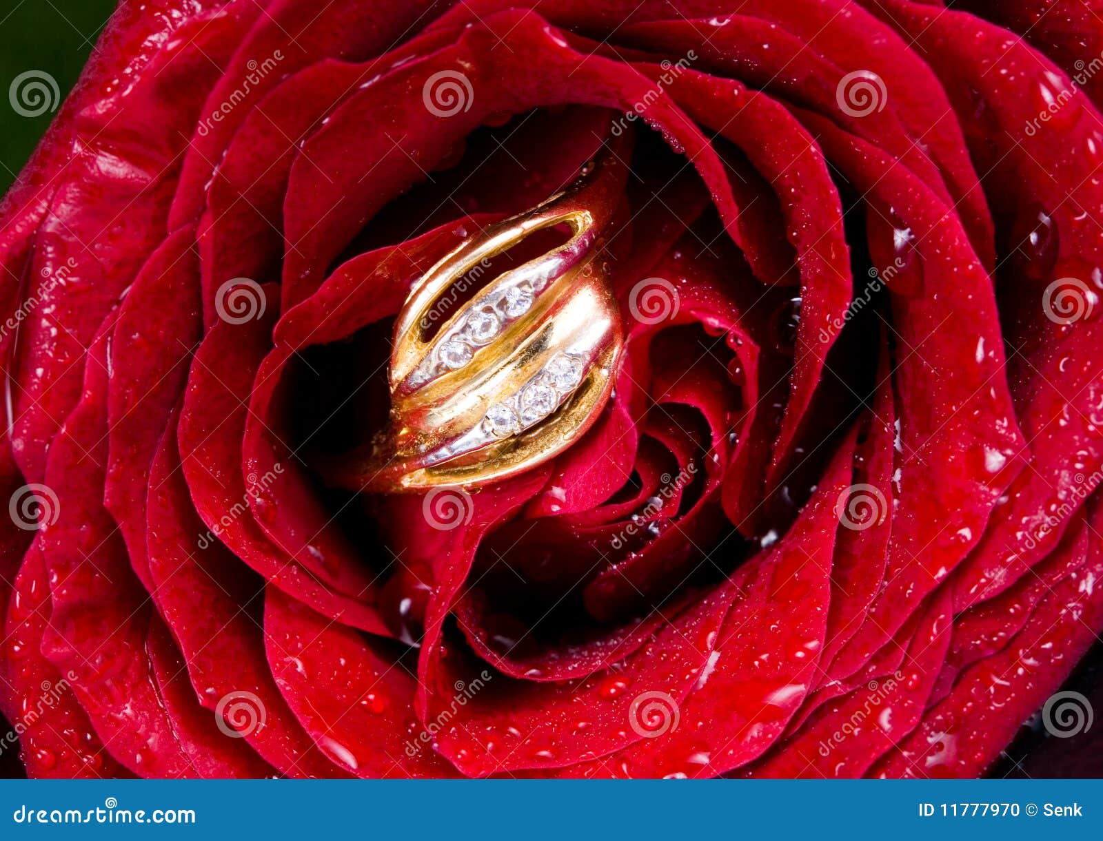 Gold ring and red rose. stock photo. Image of flora, rose - 11777970