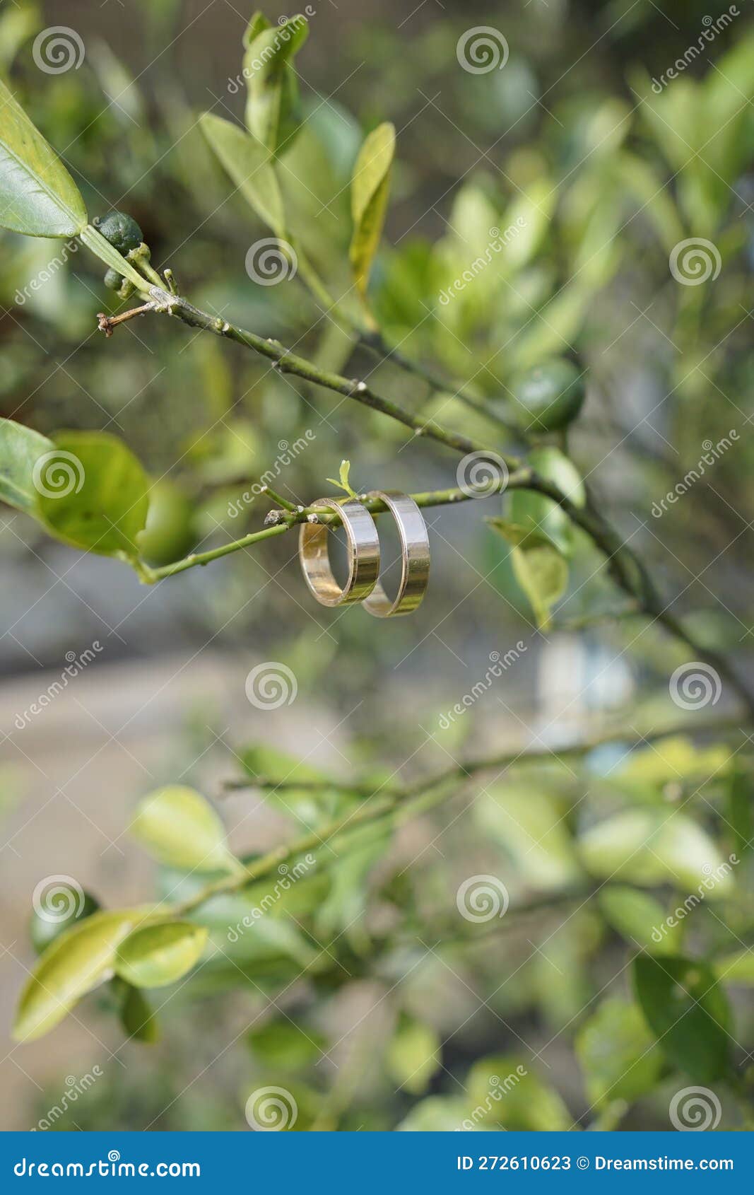 Gold Ring on Tree with Blure Background Stock Image - Image of backdrop ...