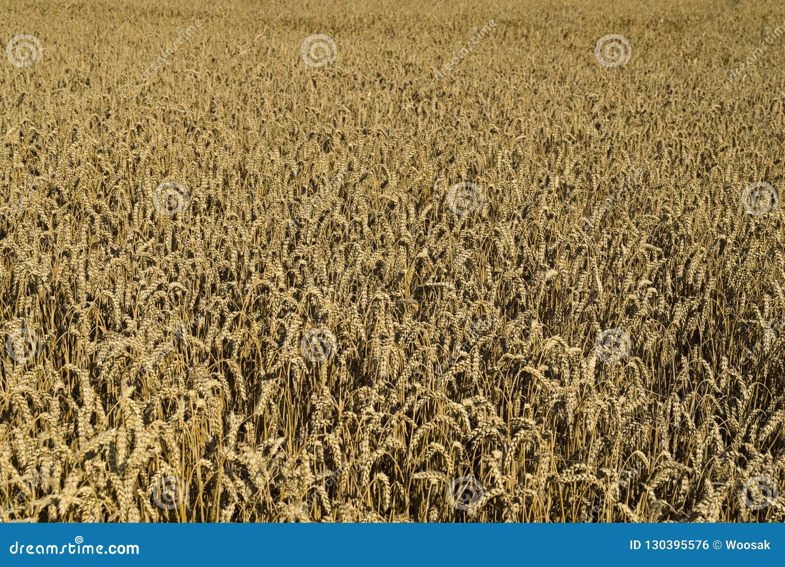 Gold cornfield on sun stock photo. Image of autumn, countryside - 130395576