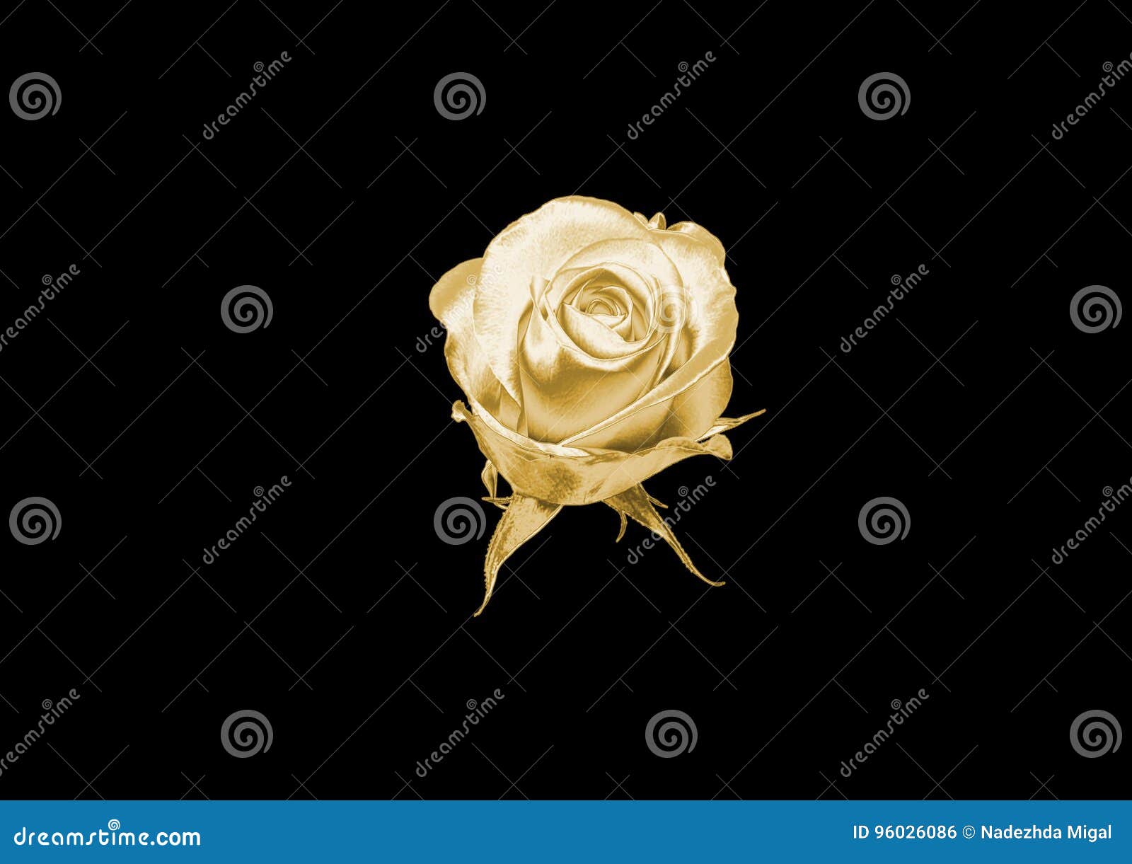Gold rose stock photo. Image of abstraction, rose, golden - 96026086
