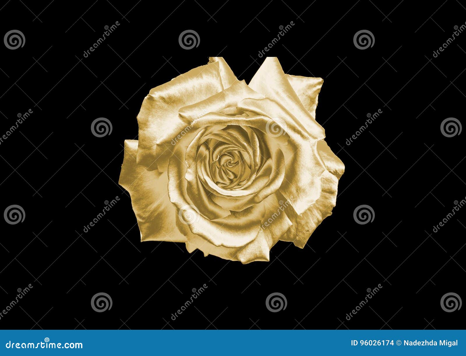 Gold rose stock photo. Image of textures, orchid, closeup - 96026174