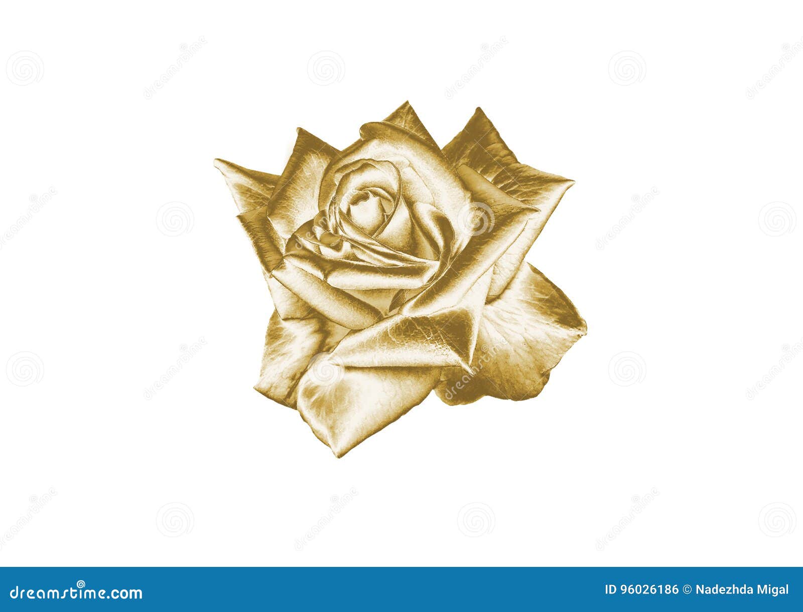 Gold rose stock photo. Image of closeup, white, close - 96026186