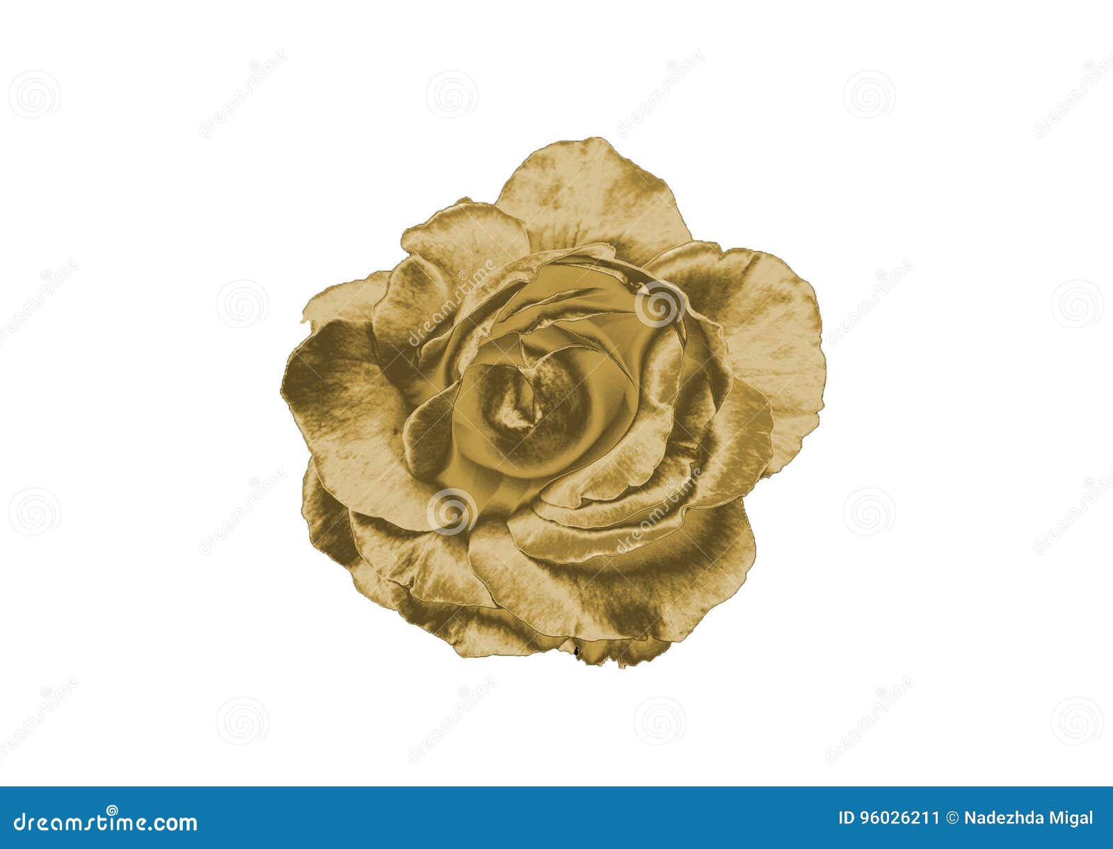Gold rose stock image. Image of beauty, beautiful, flowers - 96026211