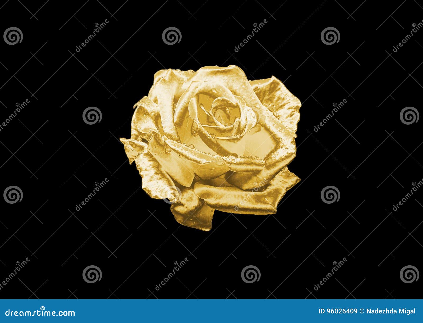 Gold rose stock image. Image of abstraction, flora, golden - 96026409