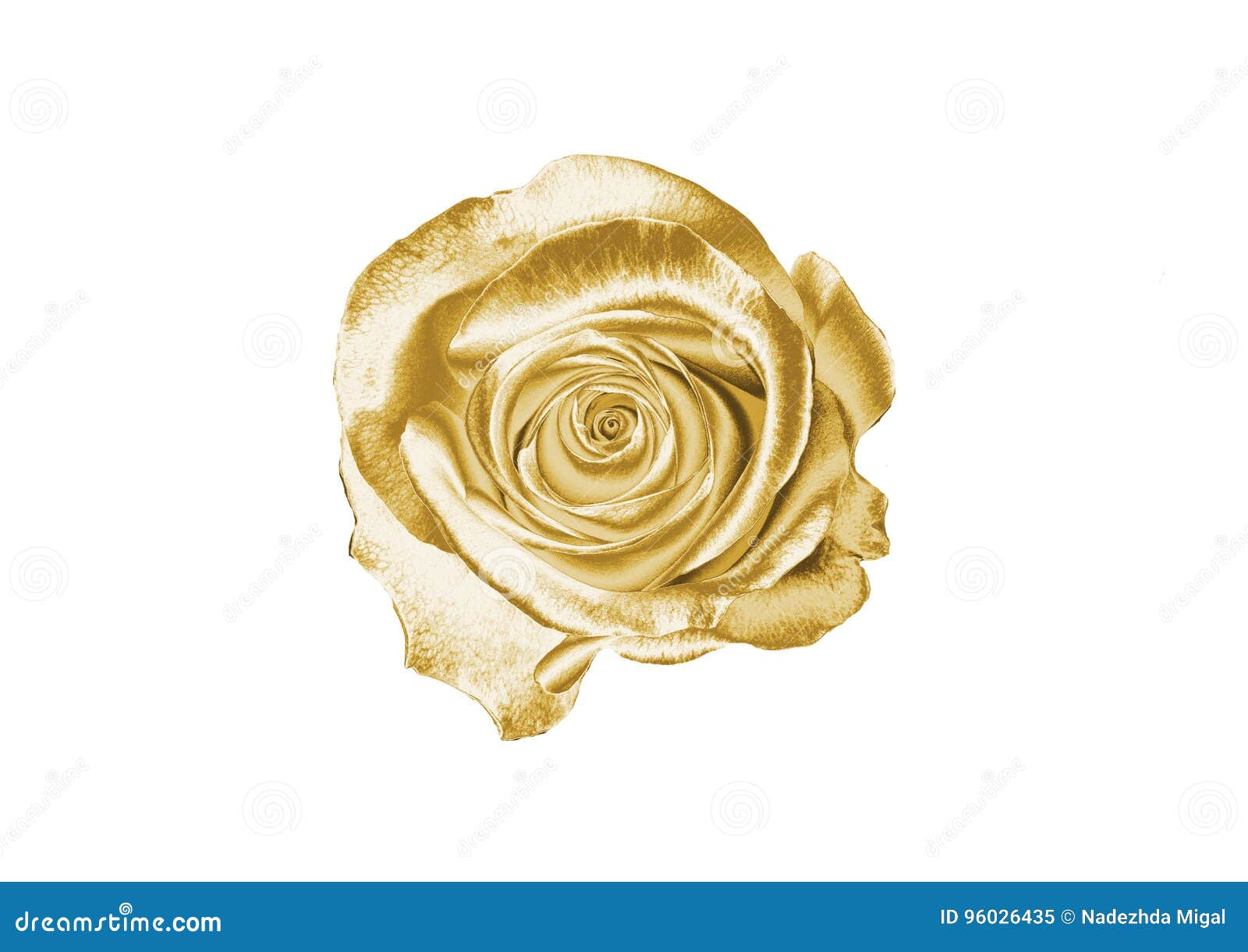 Gold rose stock image. Image of close, flower, bouquet - 96026435