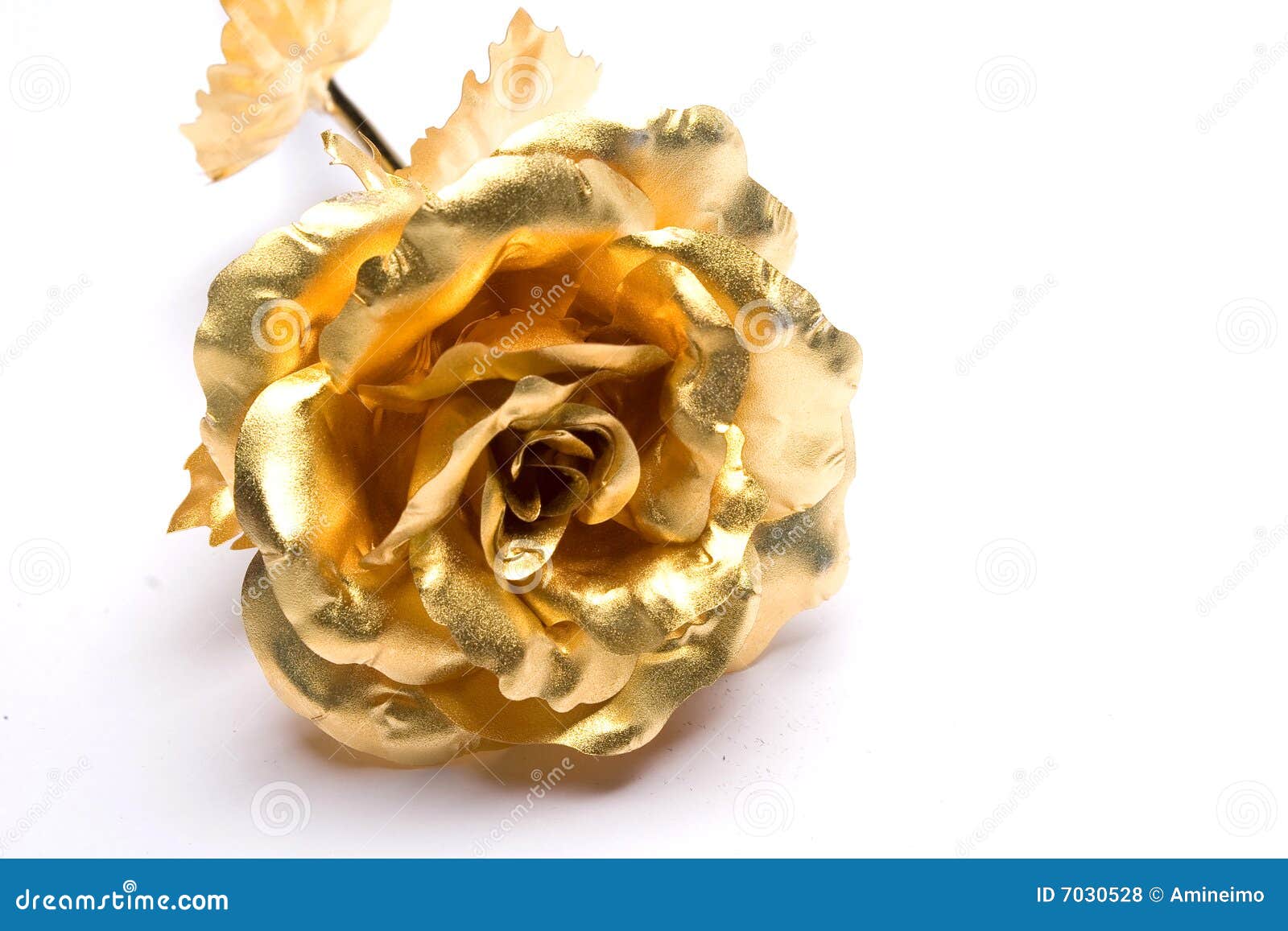 Gold roses stock photo. Image of celebration, flower, freshness - 7030528