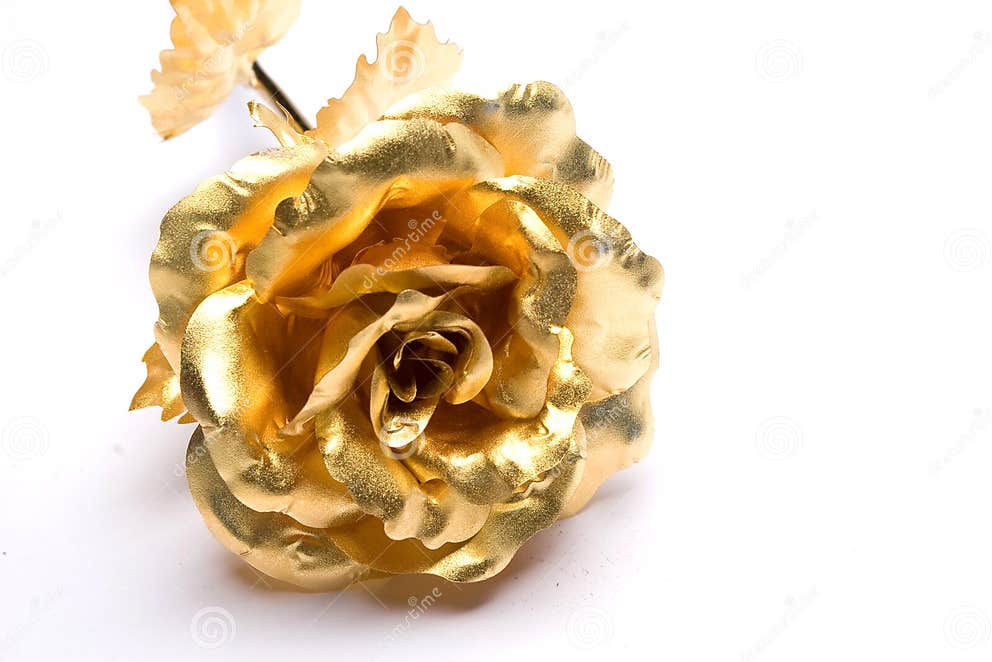 Gold roses stock photo. Image of celebration, flower, freshness - 7030528
