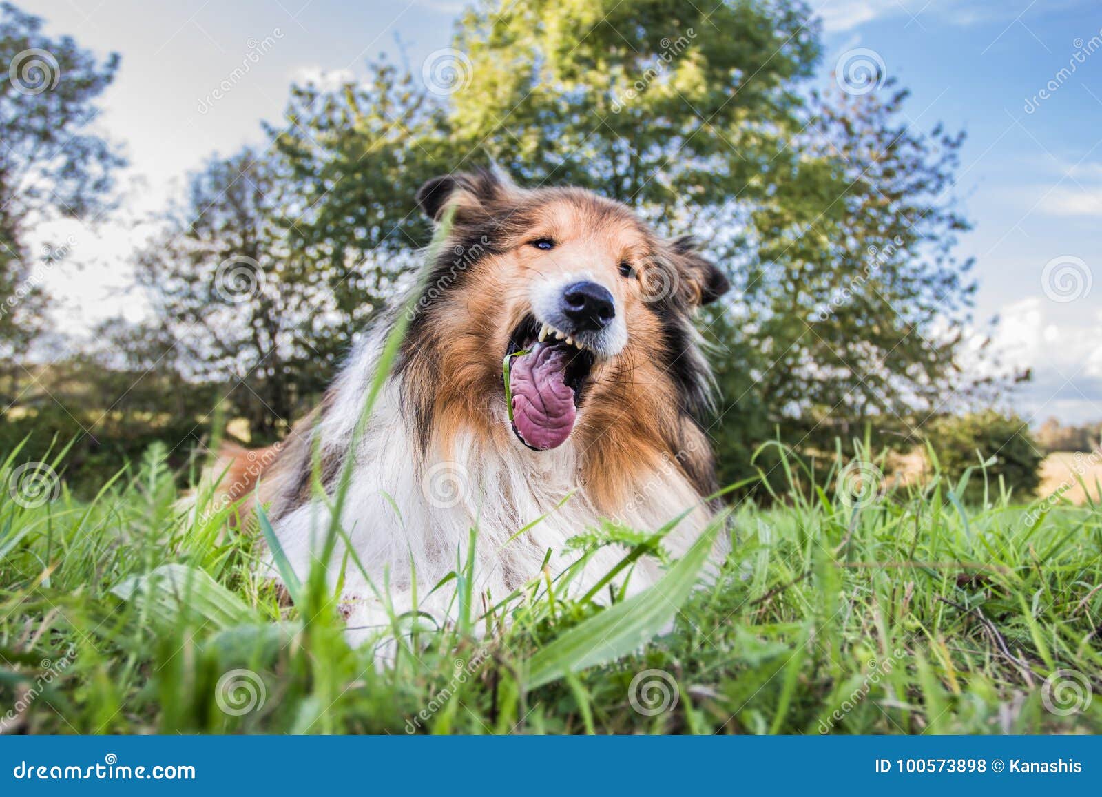 Gold Rough Collie Eating Grass Stock Photo - Image of eating, happiness ...