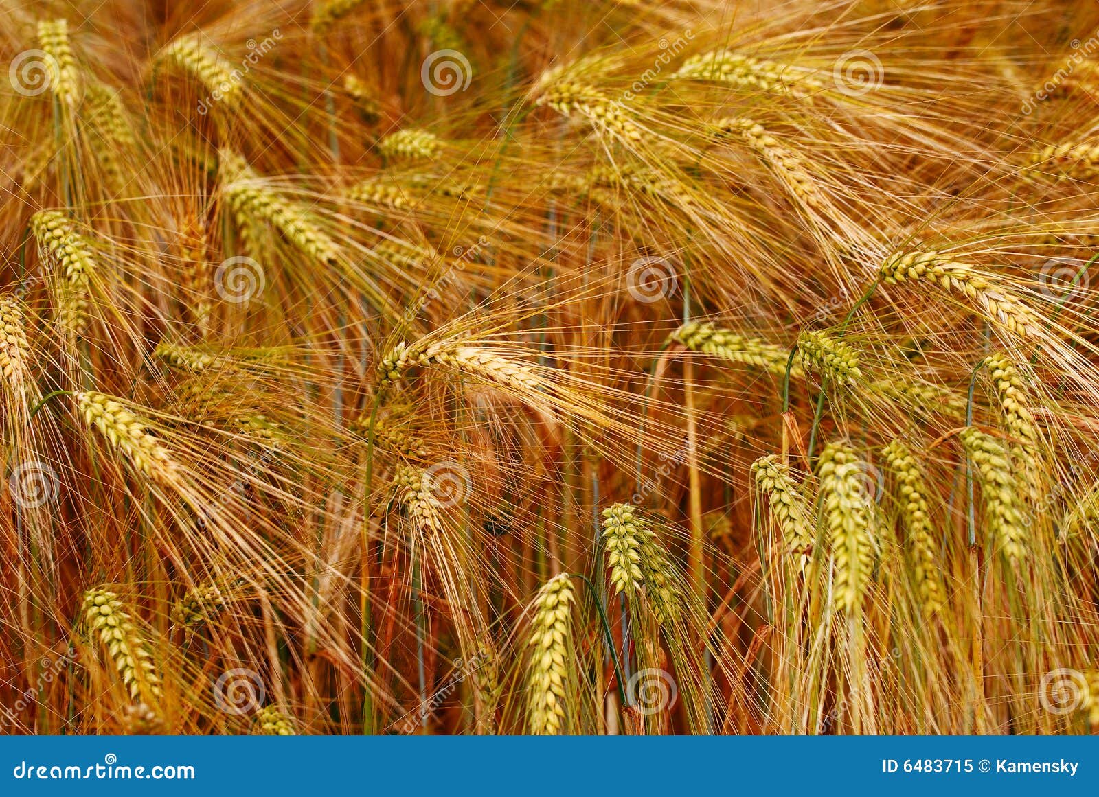 Gold rye field stock image. Image of growth, country, natural - 6483715