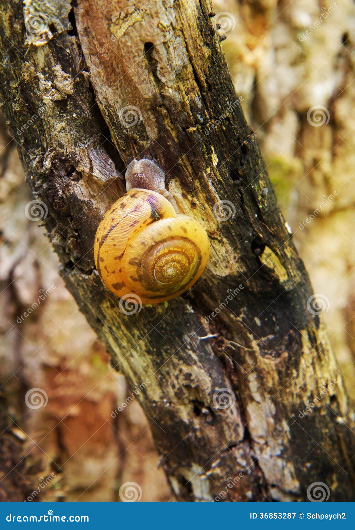 Gold shell snail on tree stock image. Image of shell - 36853287