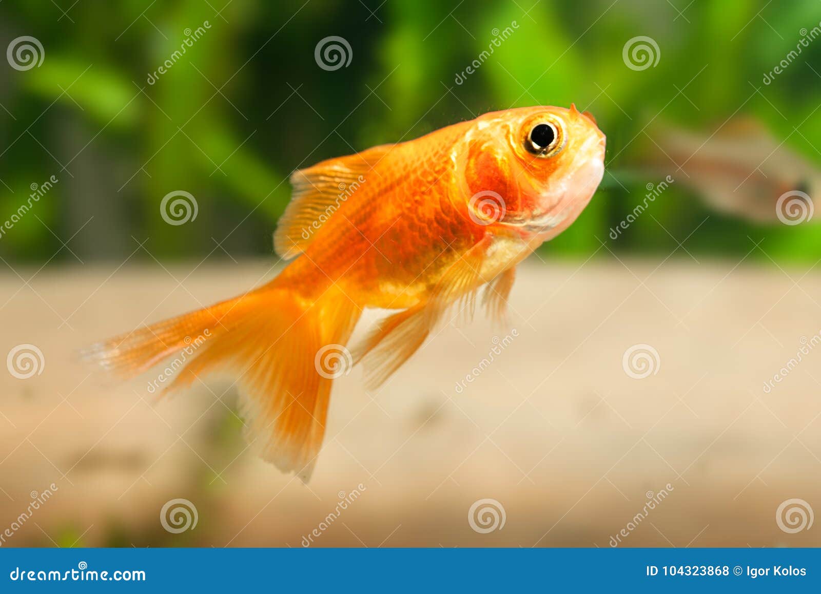 Goldfish in aquarium stock photo. Image of hobbies, domestic - 104323868