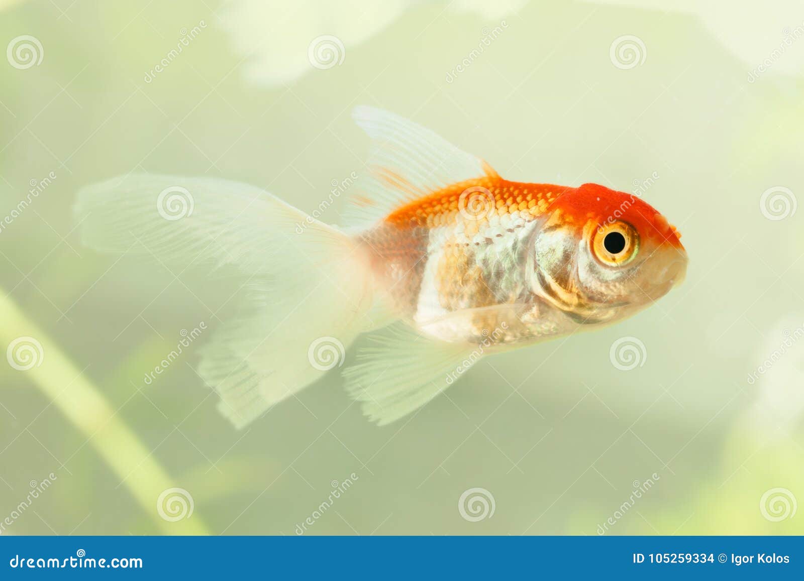 Goldfish in aquarium stock photo. Image of life, nature - 105259334