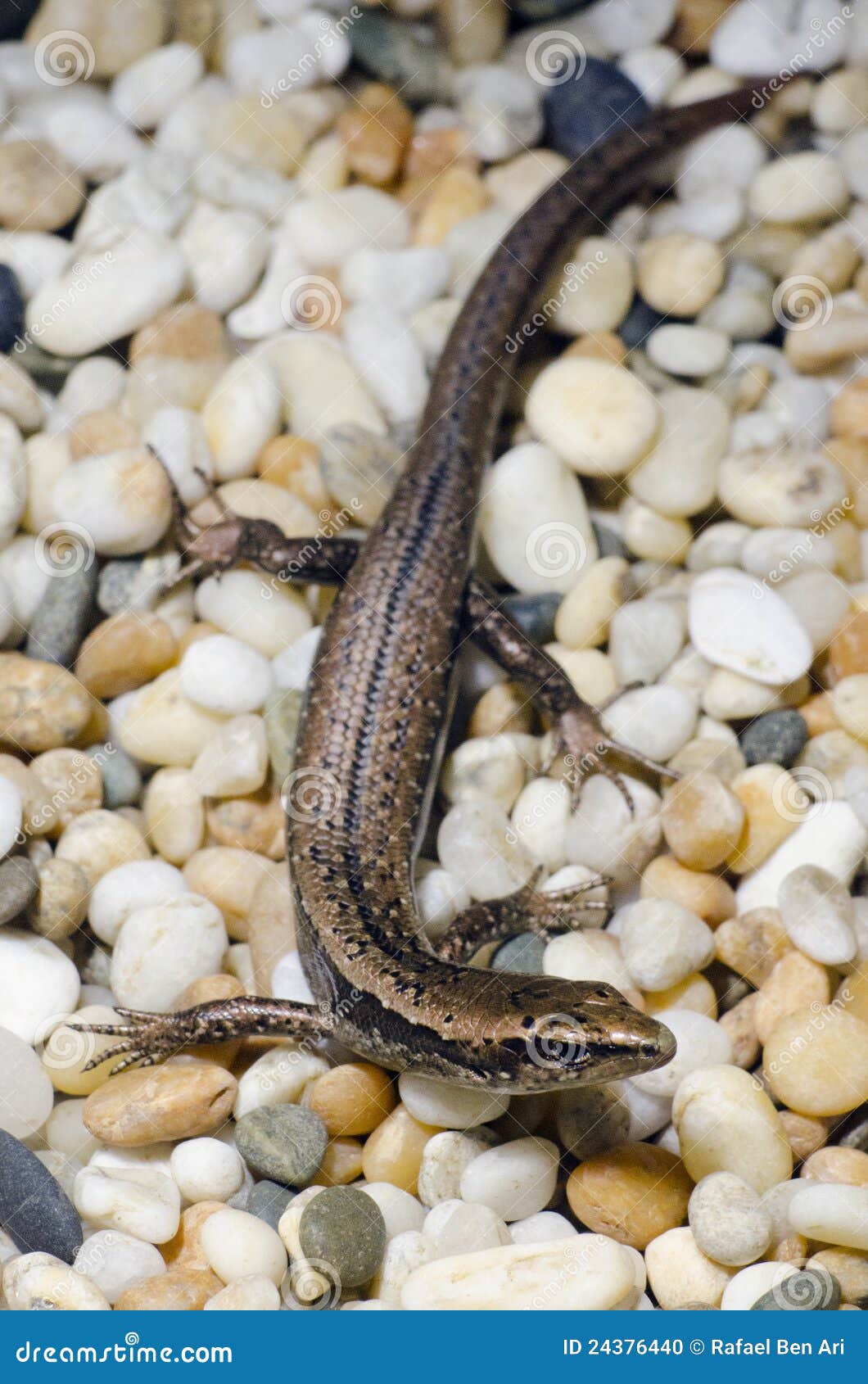 Gold skink Lizard stock photo. Image of gecko, isolated - 24376440