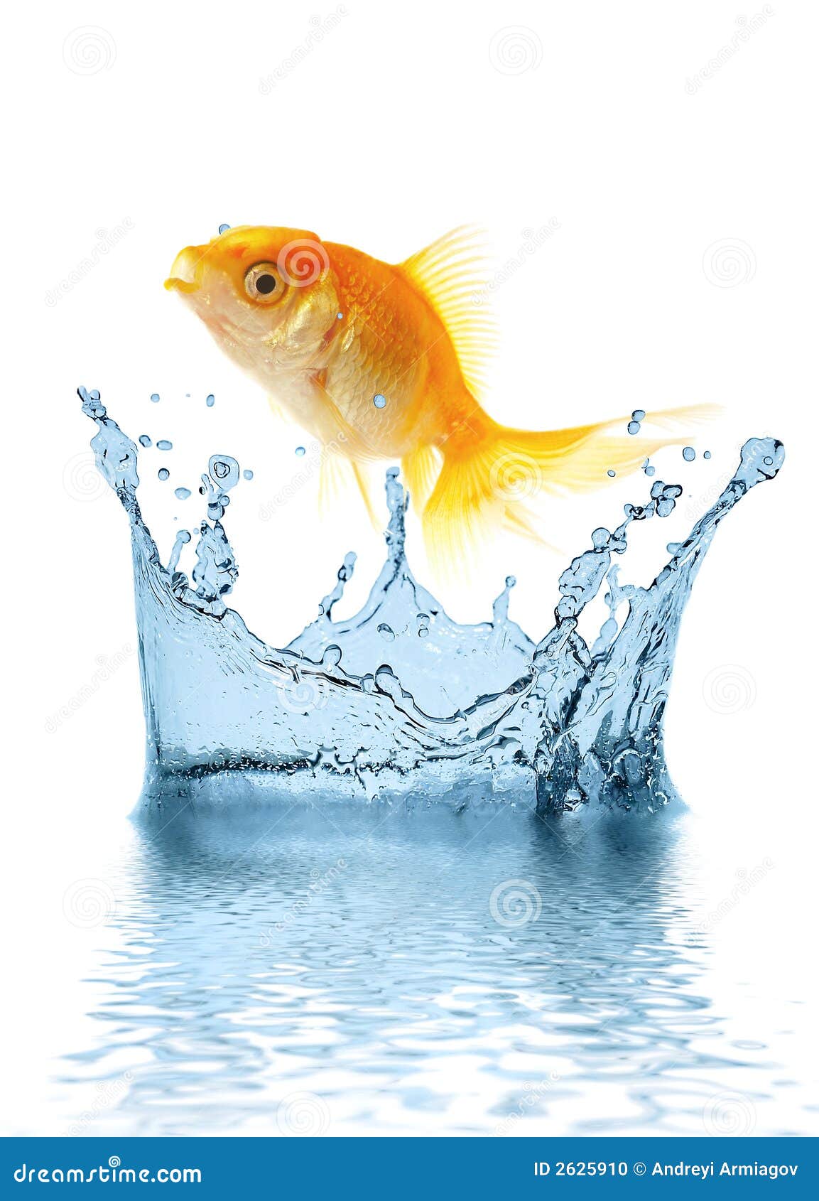 The gold small fish stock photo. Image of isolated, activity - 2625910