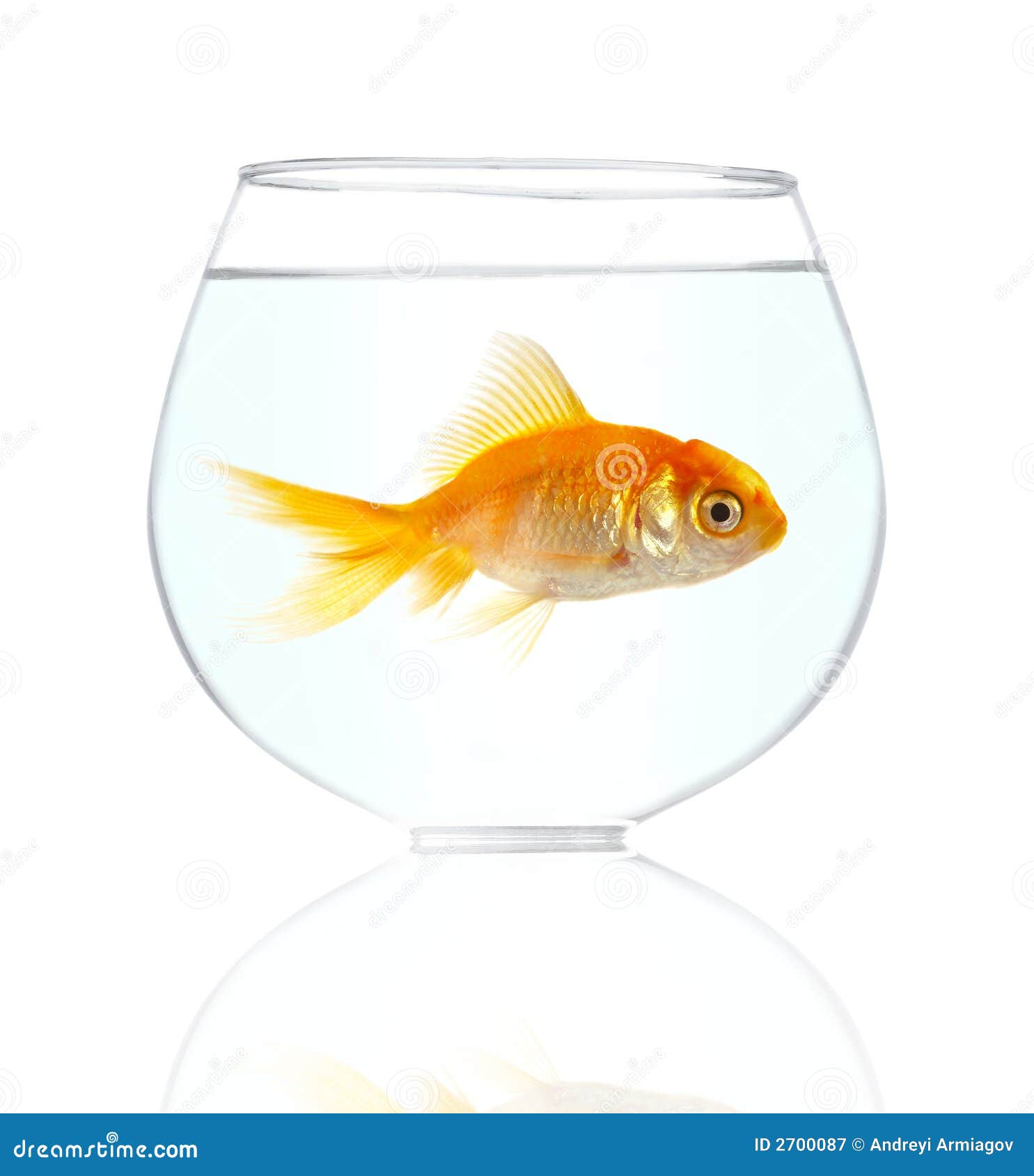 Gold small fish stock image. Image of blue, abundance - 2700087