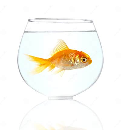 Gold small fish stock image. Image of blue, abundance - 2700087