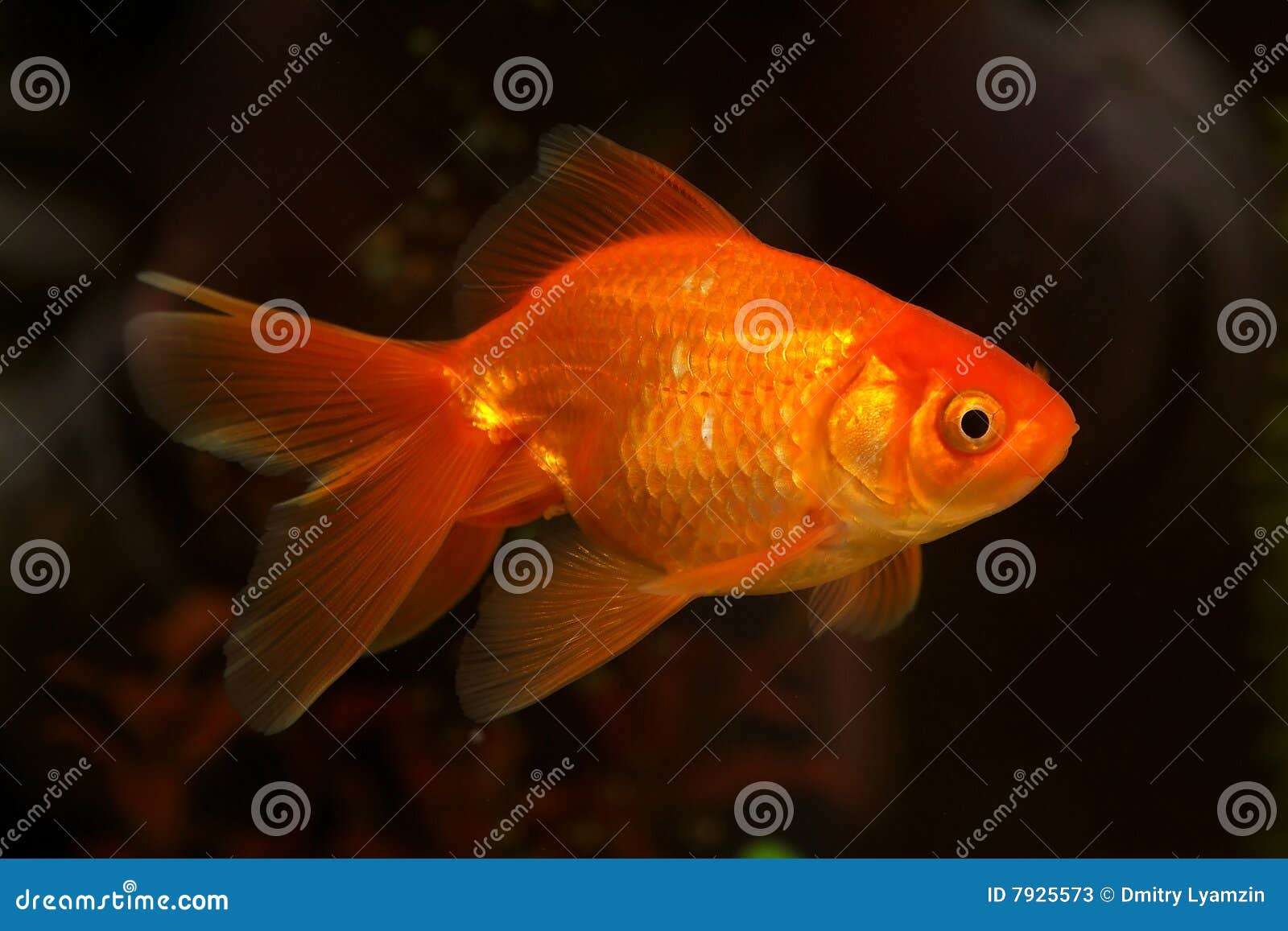 Gold small fish stock image. Image of macro, life, lovely - 7925573