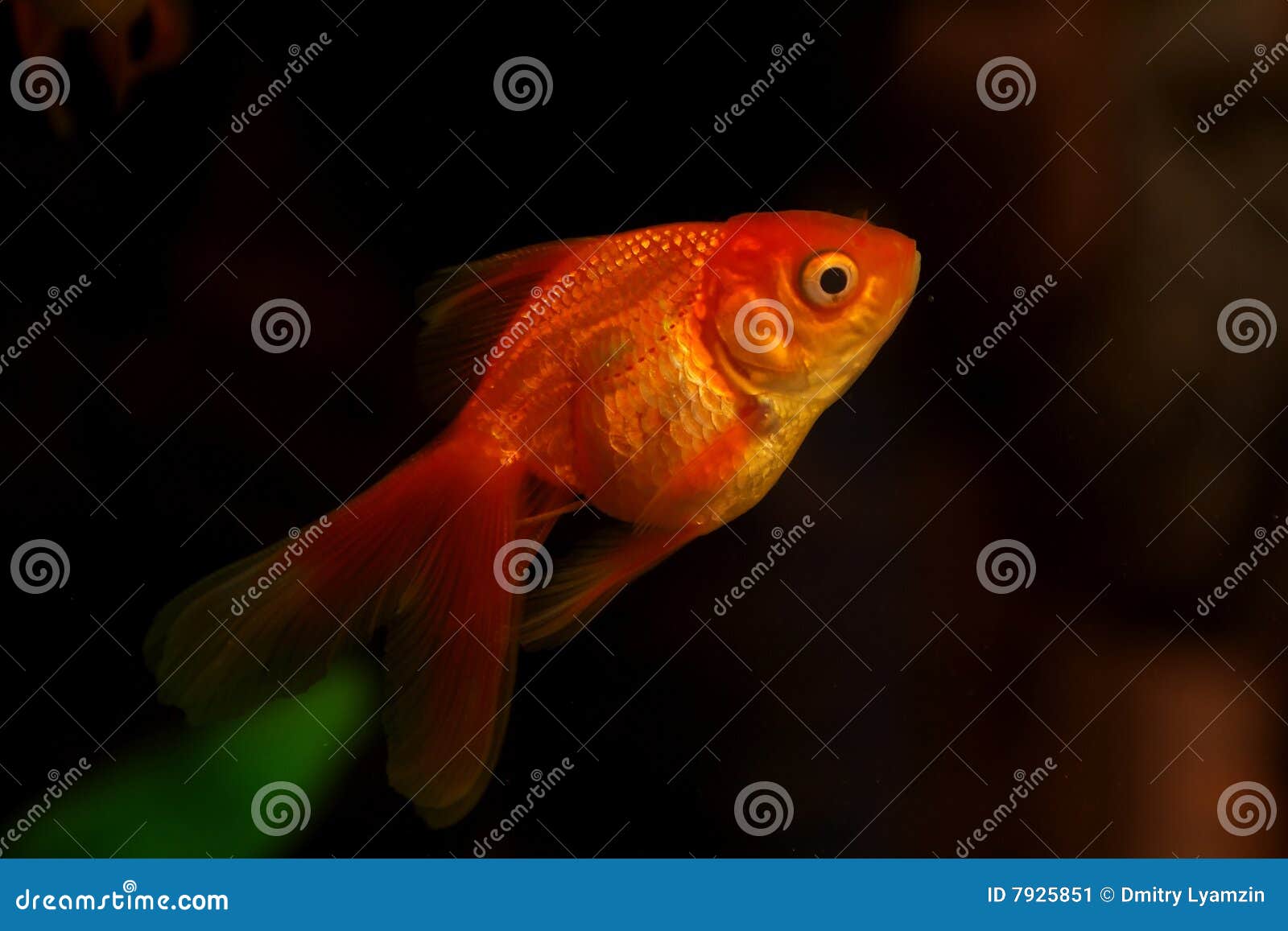 Gold small fish stock image. Image of aquarium, lovely - 7925851