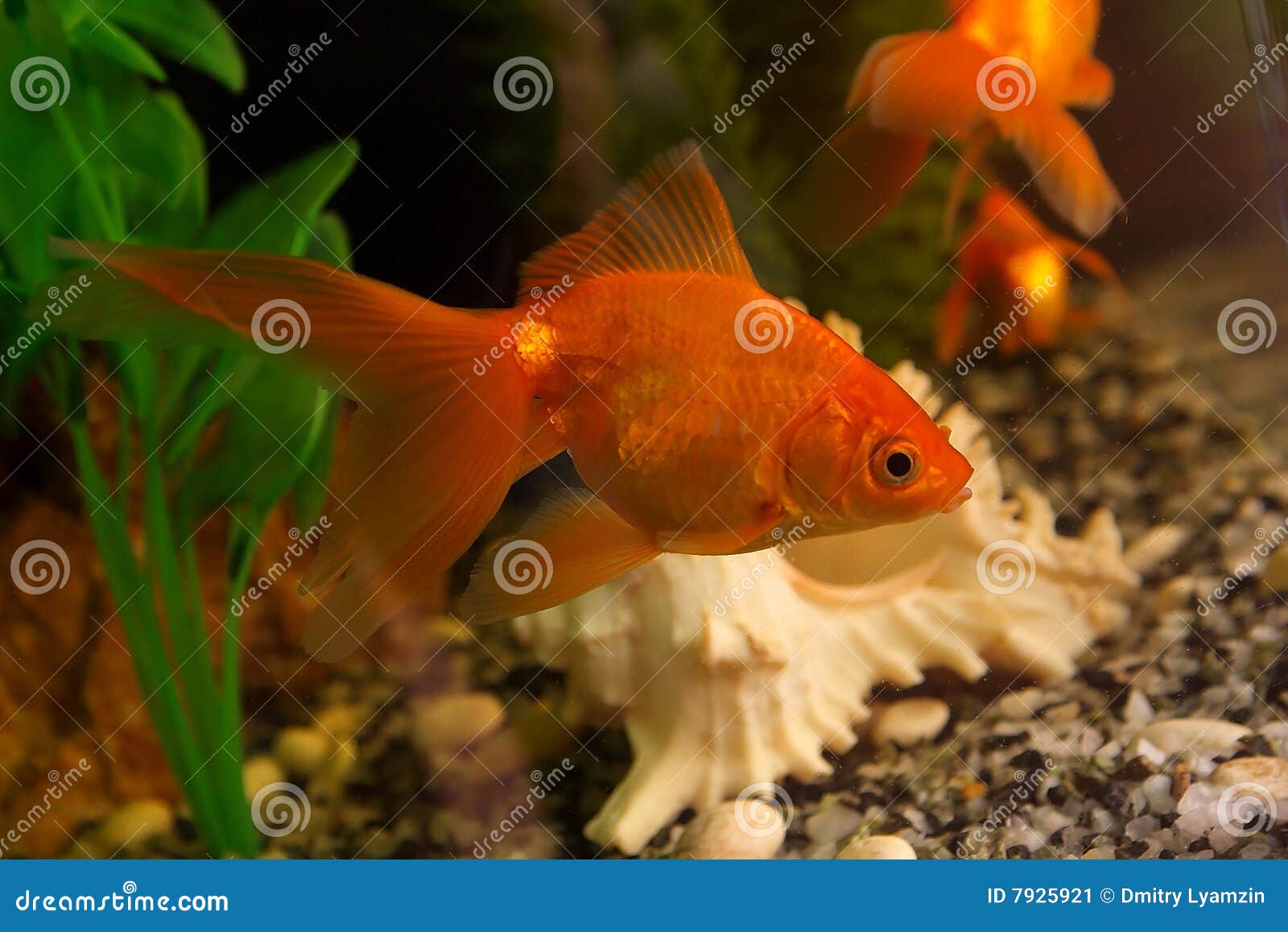 Gold small fish stock image. Image of beautiful, aquatic - 7925921