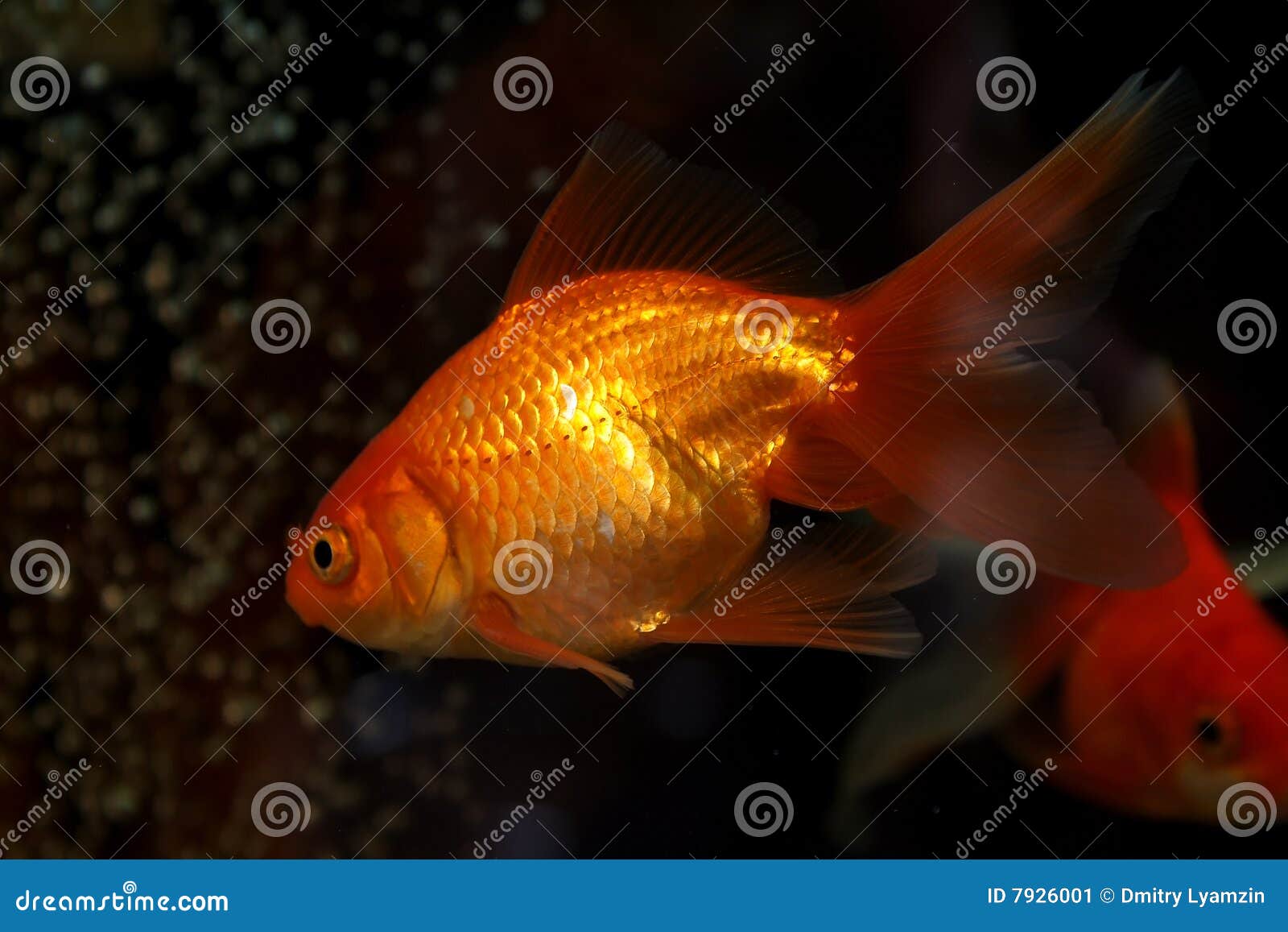 Gold small fish stock image. Image of gill, ocean, macro - 7926001