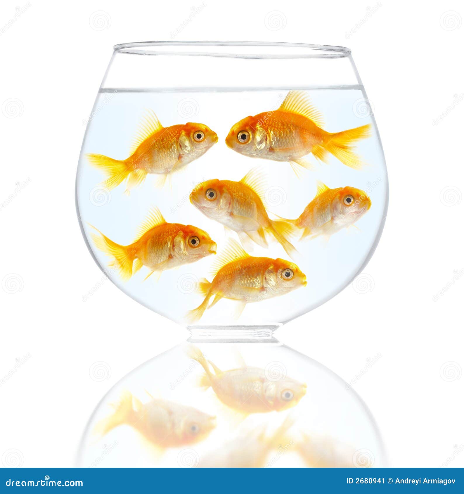 Gold small fishes stock image. Image of fish, goldfish - 2680941