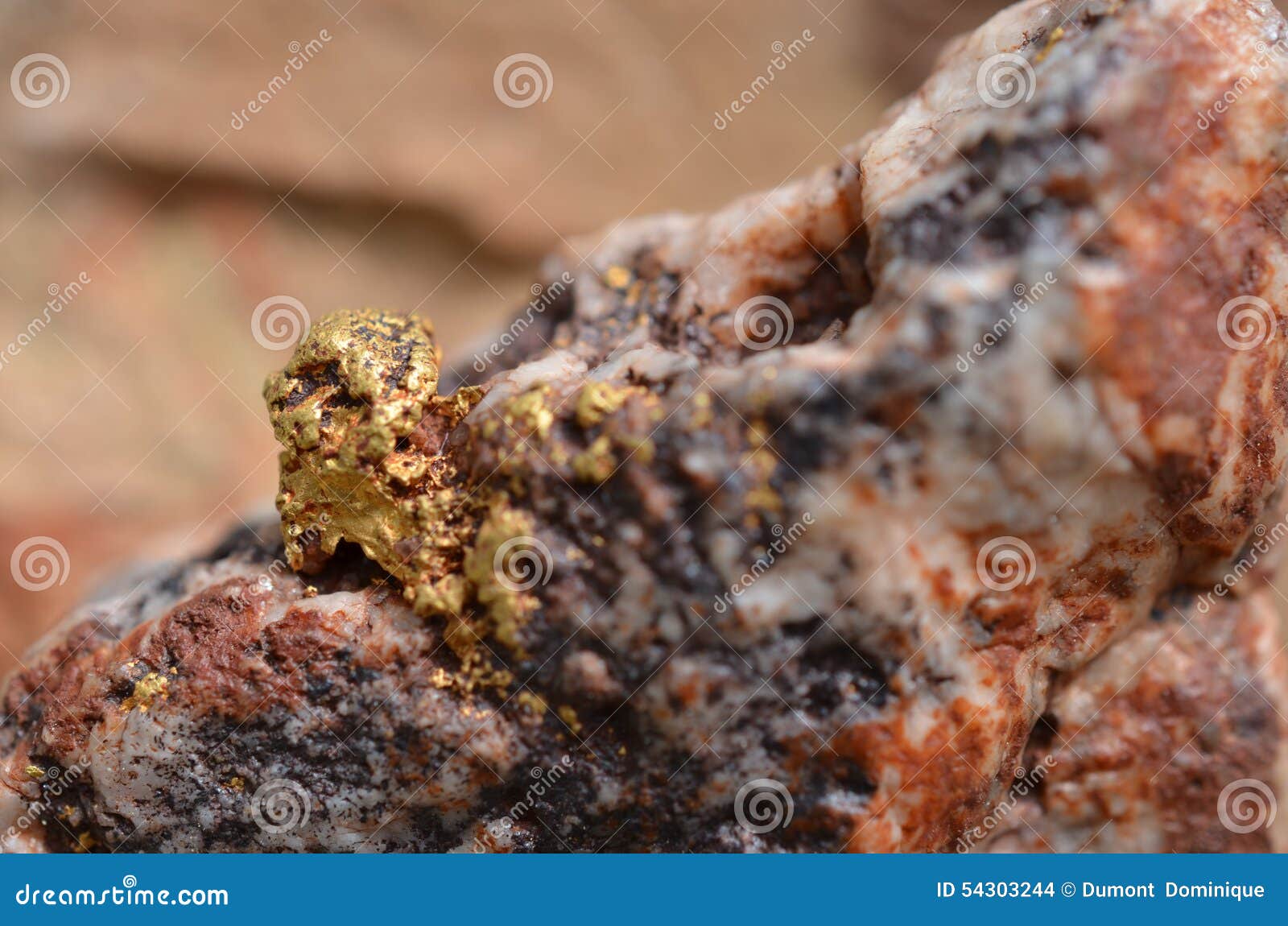 Gold specimen stock photo. Image of gold, host, specimen - 54303244