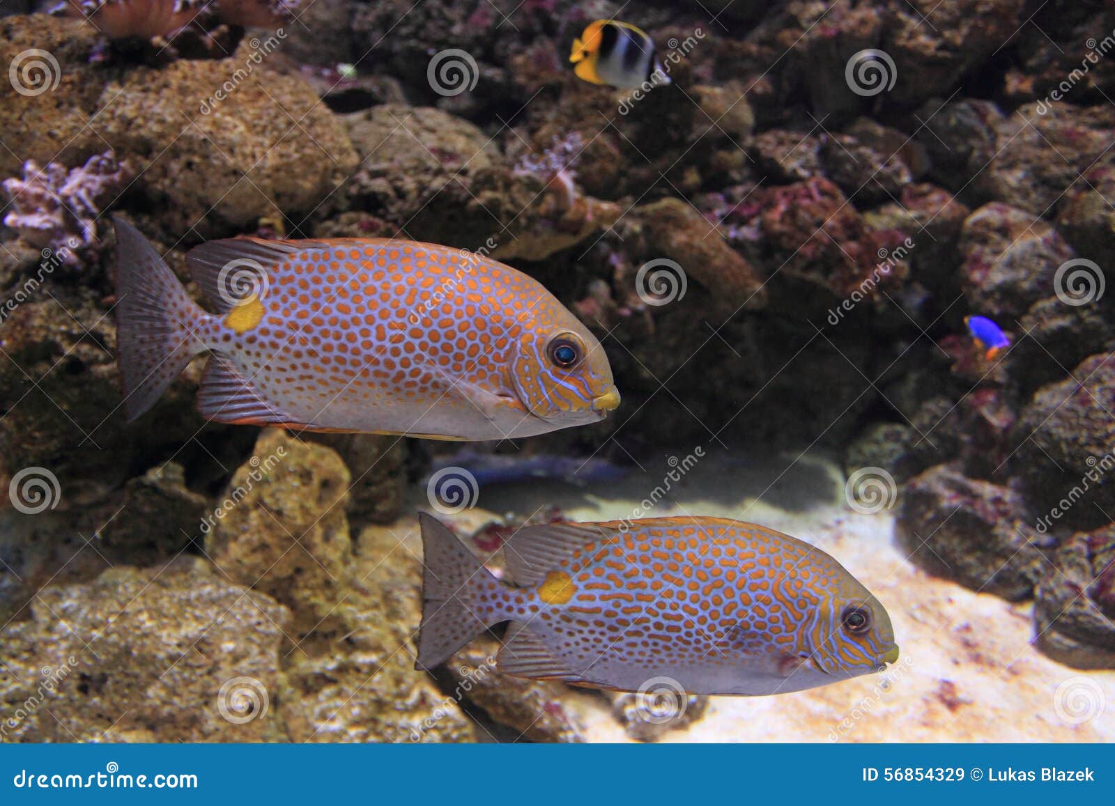 Gold Spotted Rabbitfish stock image. Image of indian - 56854329