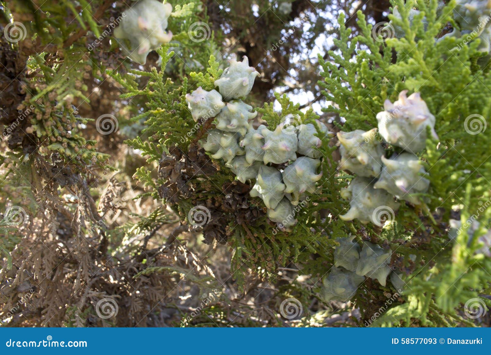 Gold star tree stock image. Image of outdoor, decoration - 58577093
