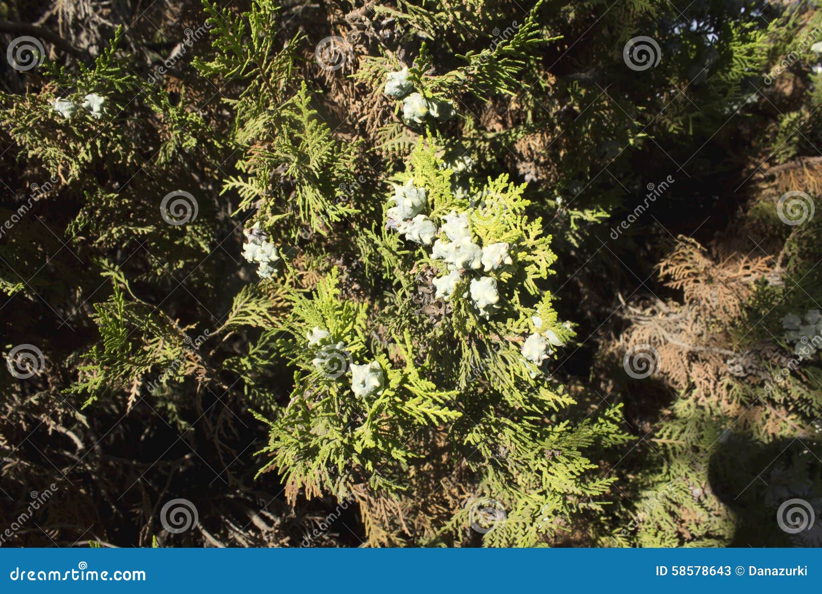 Gold star tree stock image. Image of photograph, gold - 58578643