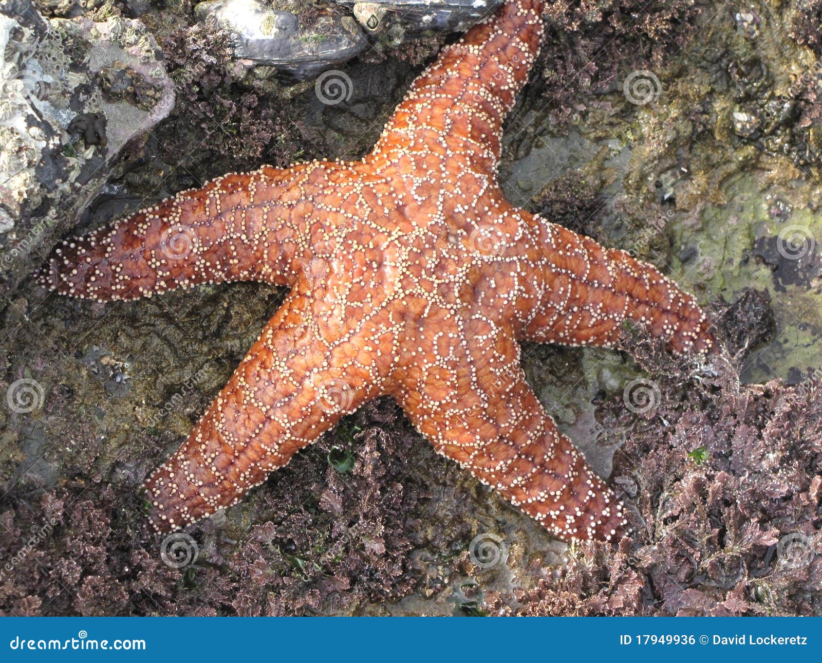 Gold Starfish stock photo. Image of biology, landscape - 17949936